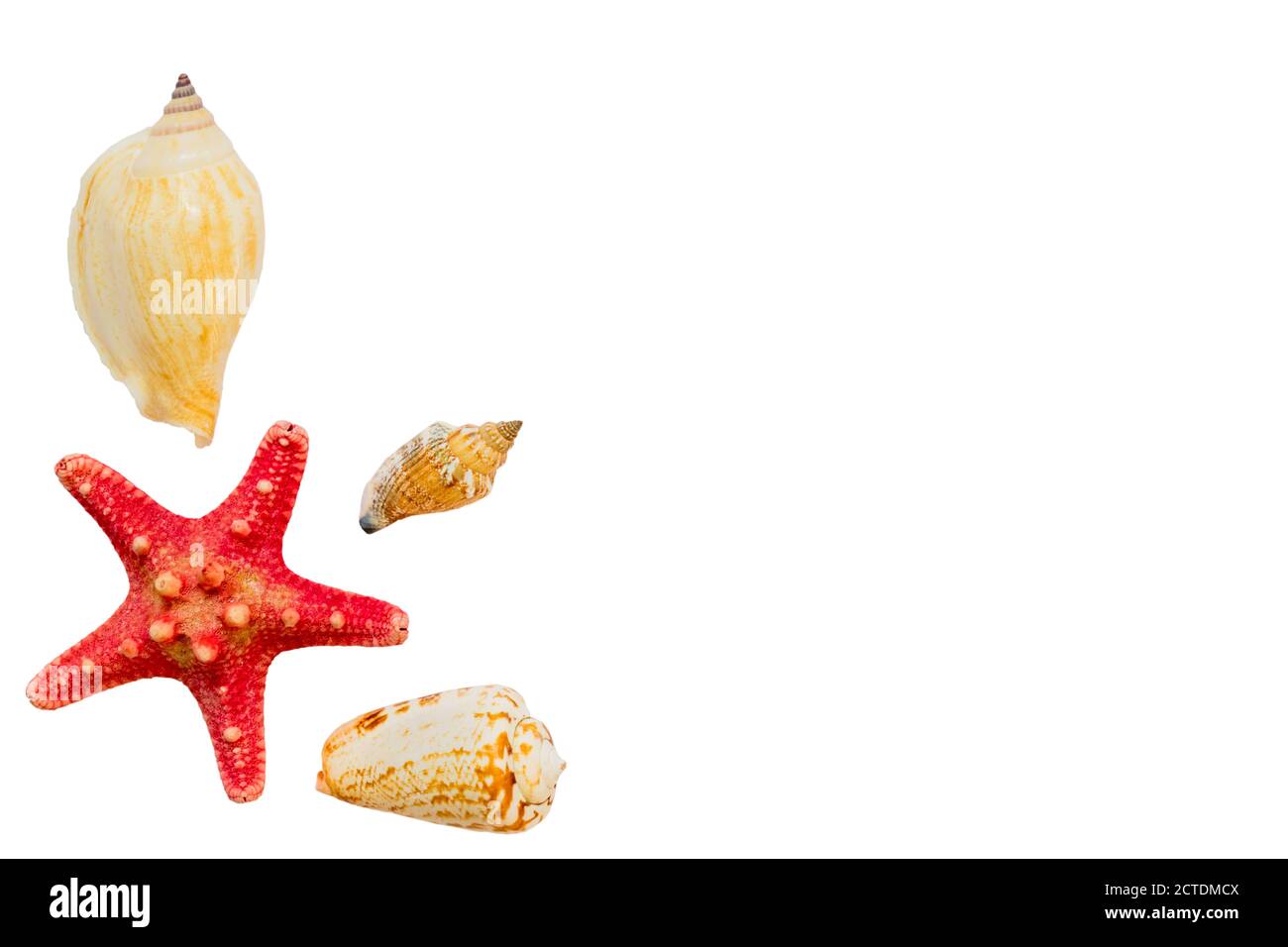 collection of sea shells isolated on white background Stock Photo - Alamy