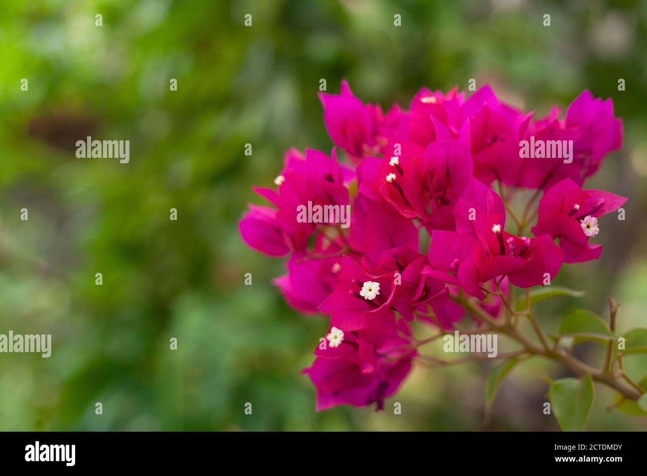 Beautiful single flower hi-res stock photography and images - Alamy