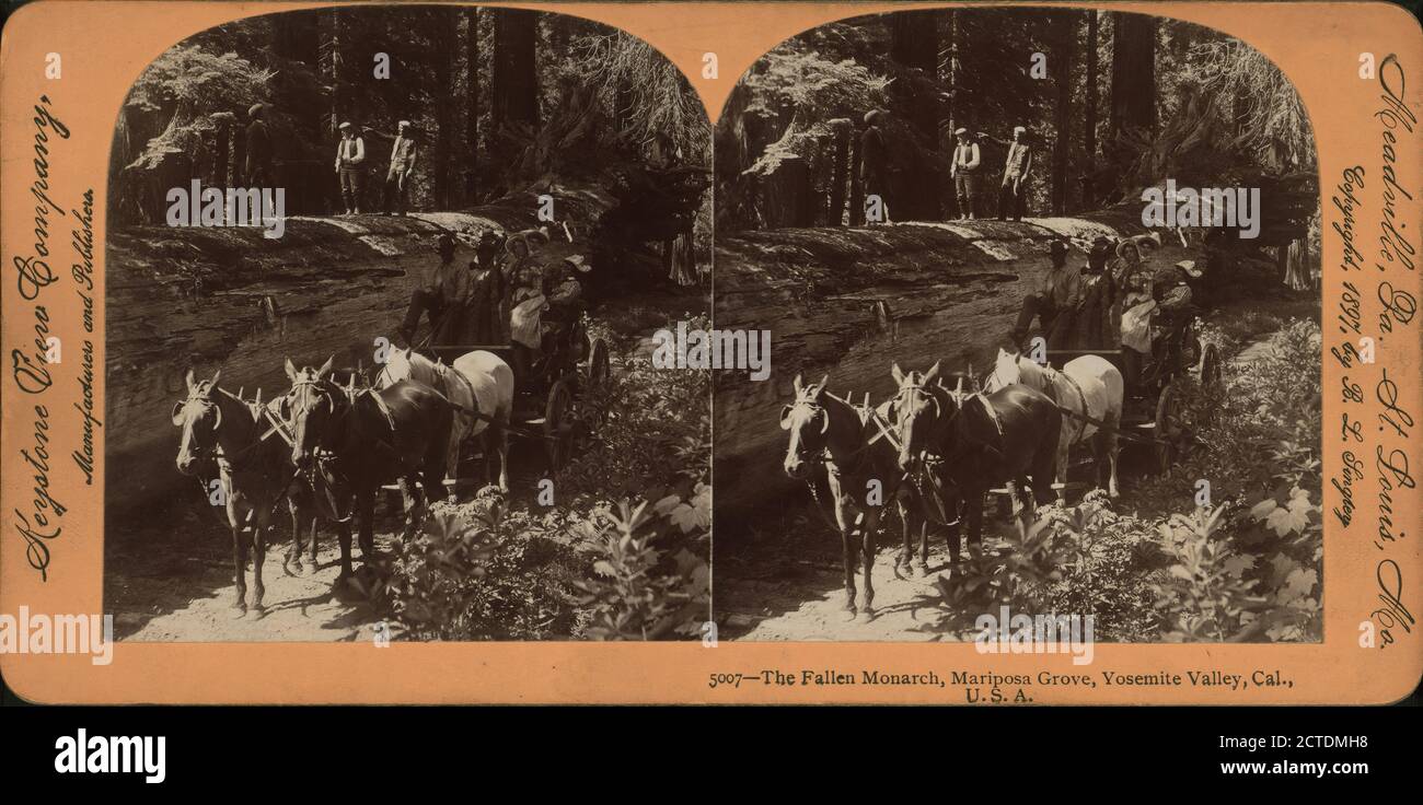 The Fallen Monarch, Mariposa Grove, Yosemite Valley, Cal., U. S. A ...