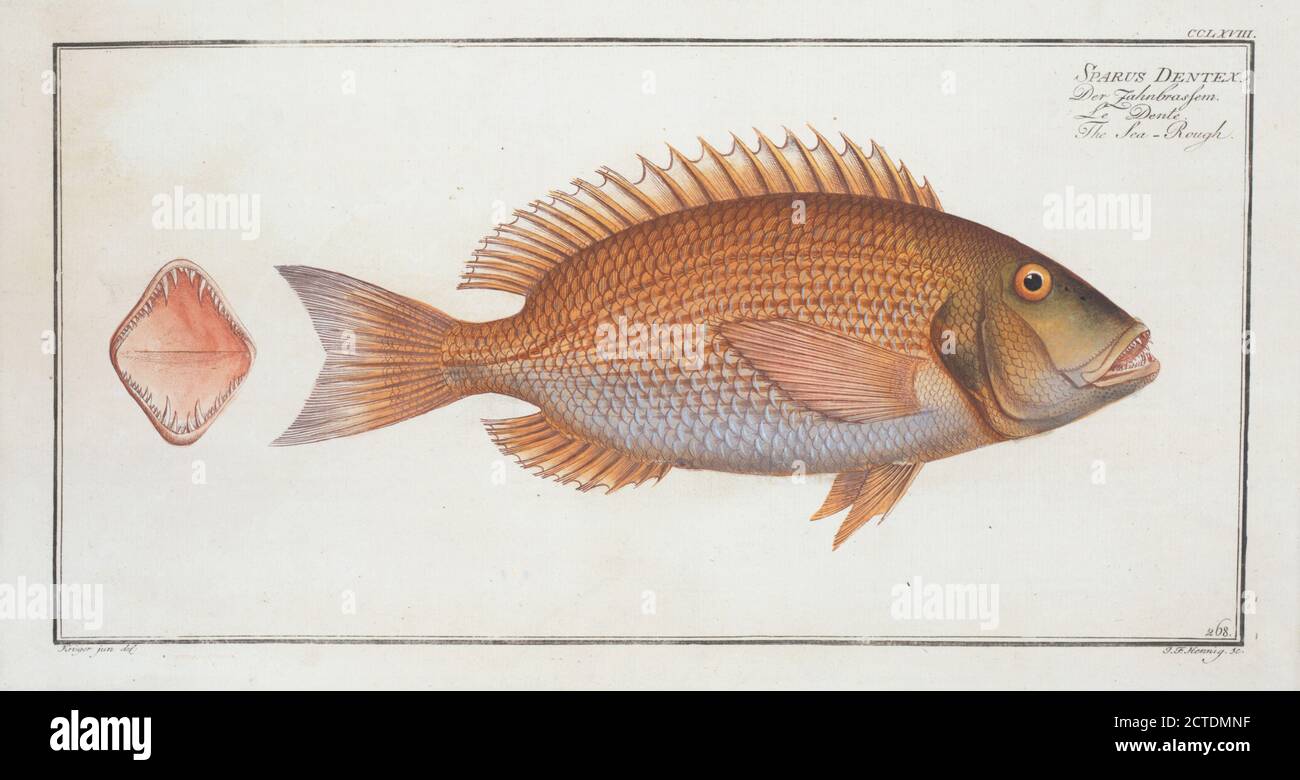 Sparus dentex hi-res stock photography and images - Alamy
