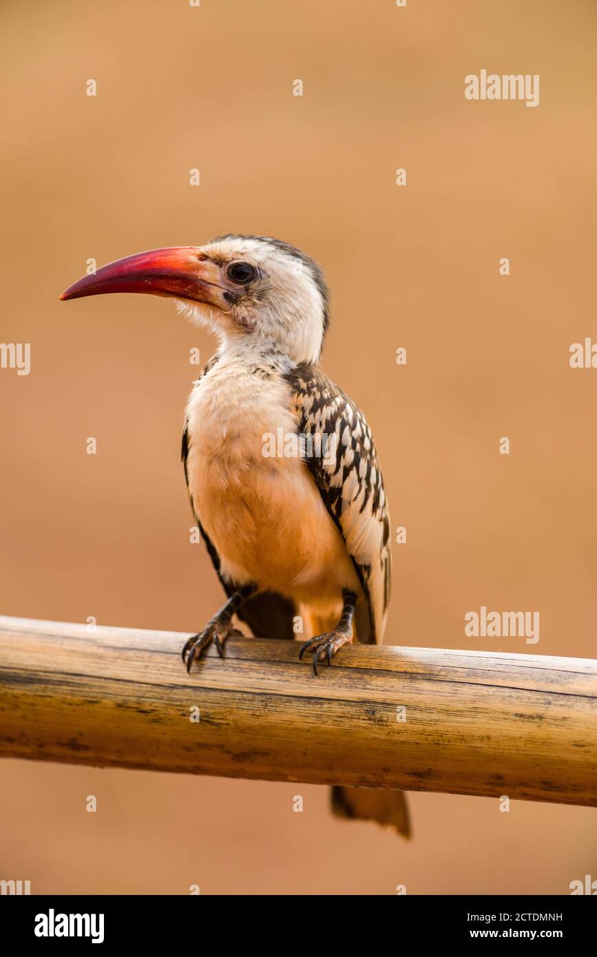 Male Jackson's hornbill (Tockus jacksoni) resting on a Candelabra tree ...
