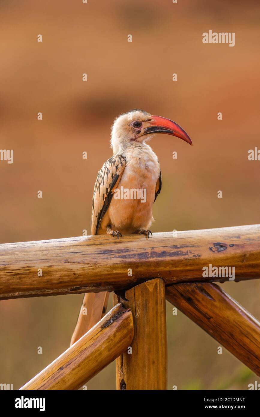 Jacksons hornbill hi-res stock photography and images - Alamy