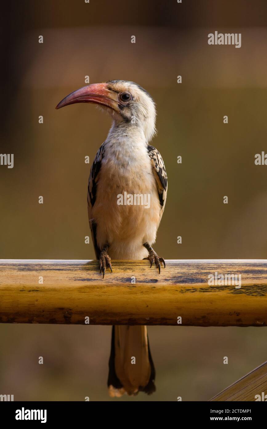 Jacksons hornbill tockus jacksoni hi-res stock photography and images ...