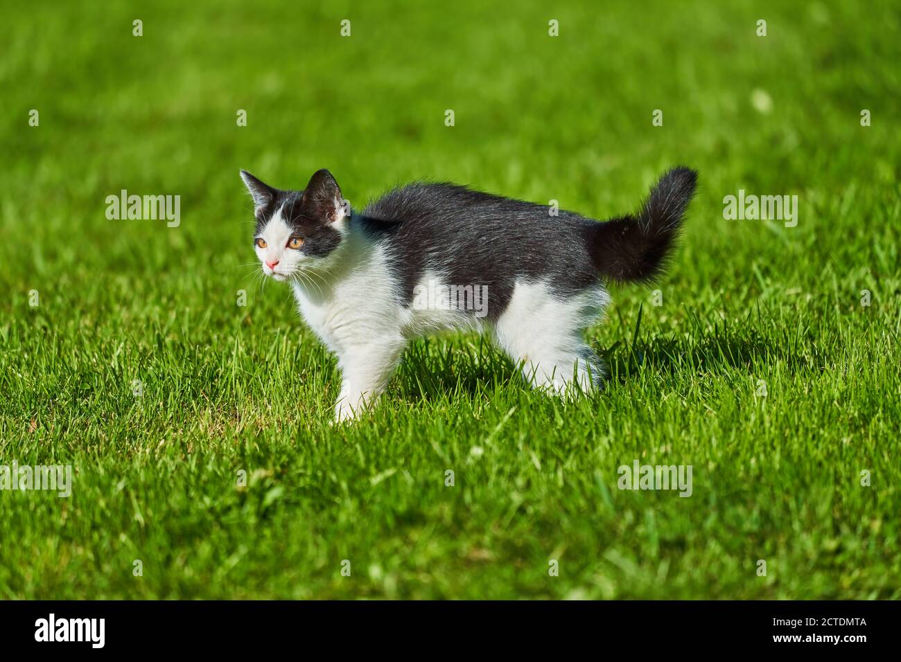 Can A Dog Hump A Cat