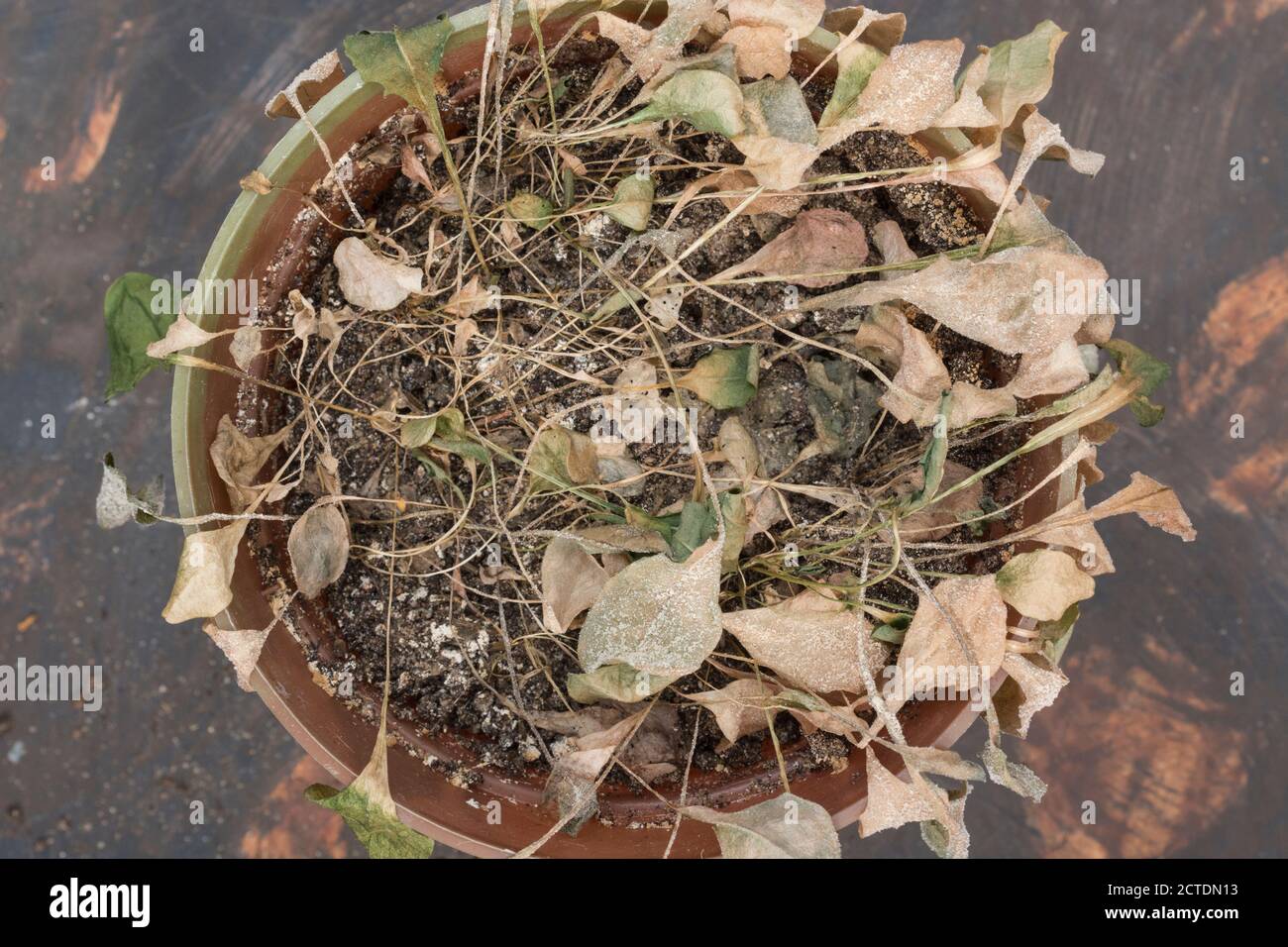 Wilted yellow leaves of dead plants (Dandelion / Taraxacum officinale ...