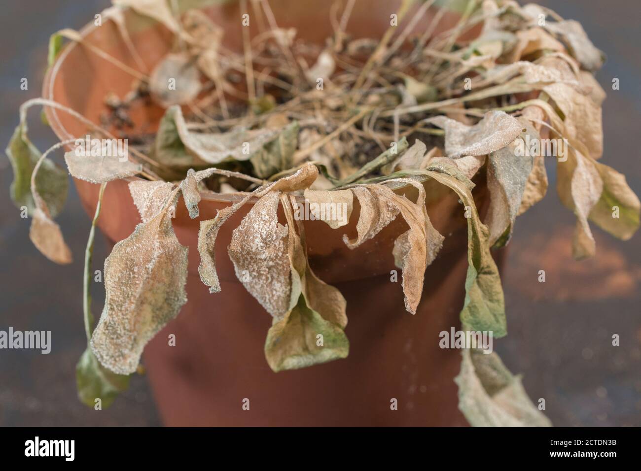 Leaving plants to die hi-res stock photography and images - Alamy
