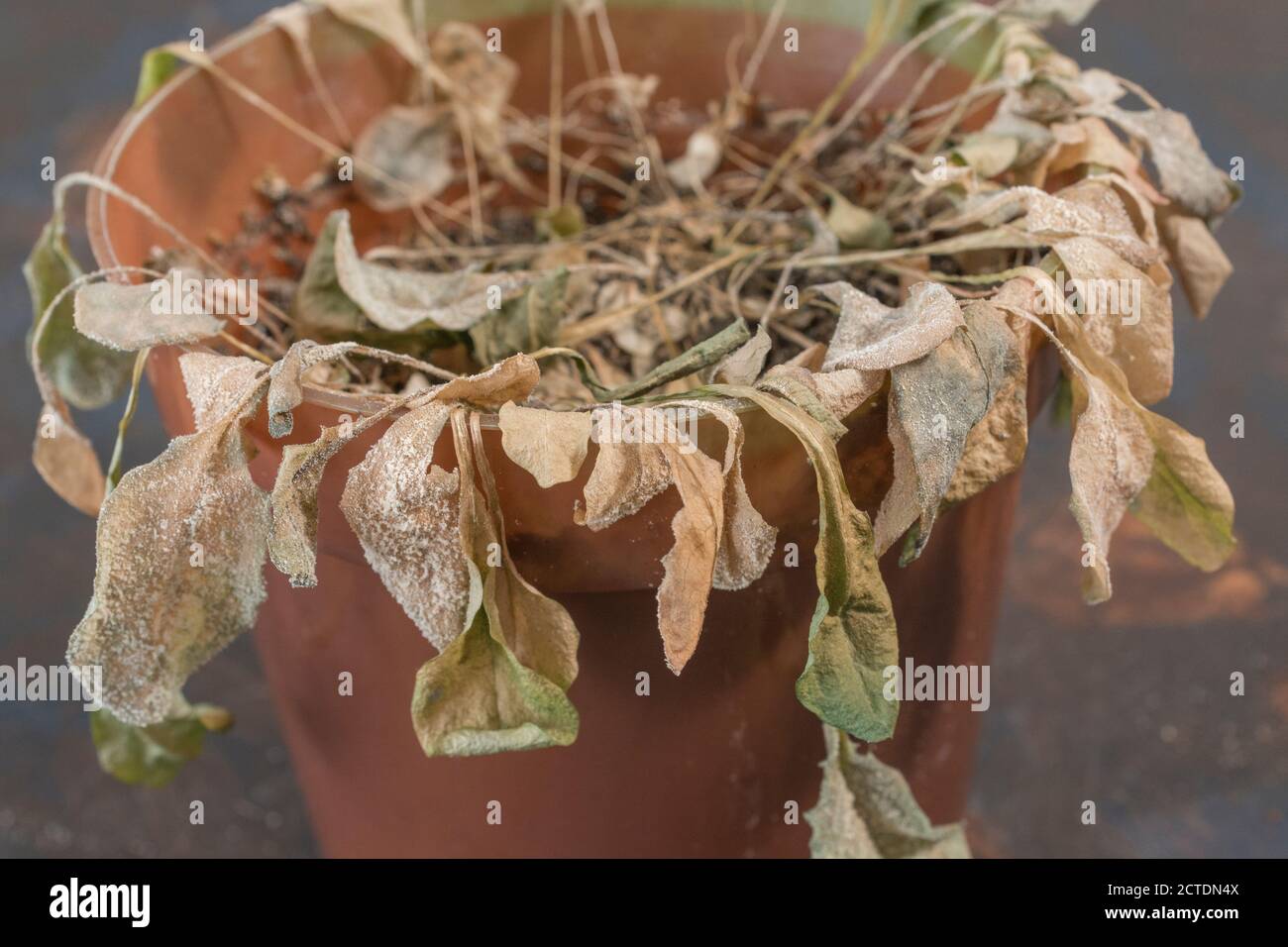 Dying Plant Pot High Resolution Stock Photography and Images - Alamy
