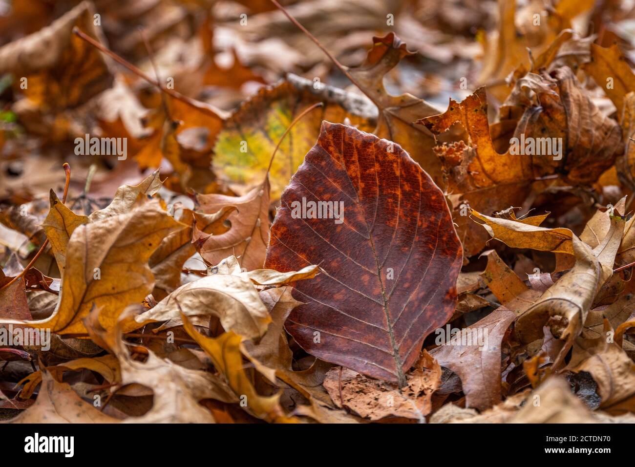 Red leaf of beech surrounded by dried autumn foliage Stock Photo - Alamy
