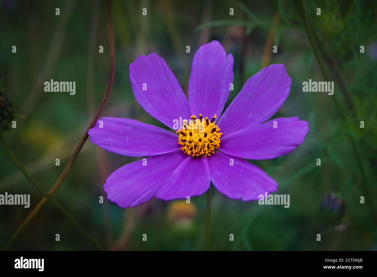 Pink single flower of Cosmos bipinnatus, commonly called the garden ...