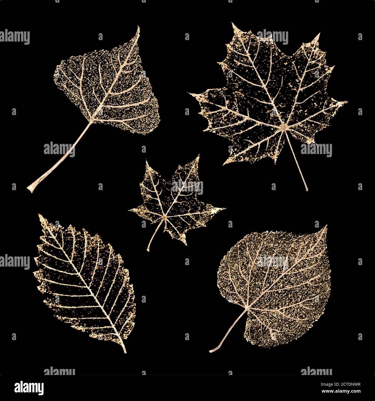 Leaf skeleton Stock Vector Images - Alamy