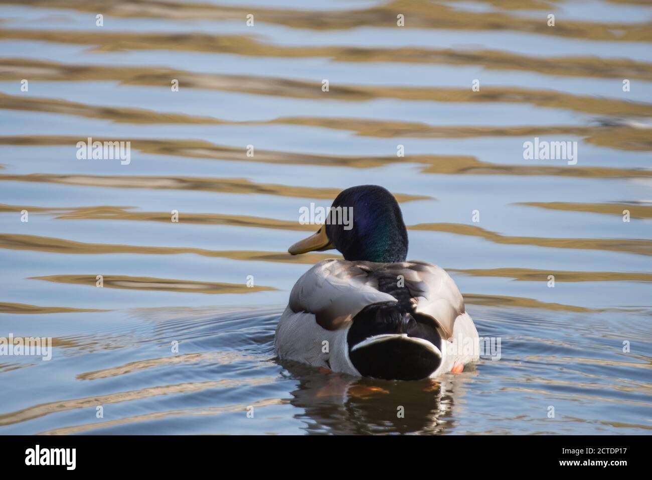 Back of a mallard swimming in a lake Stock Photo - Alamy