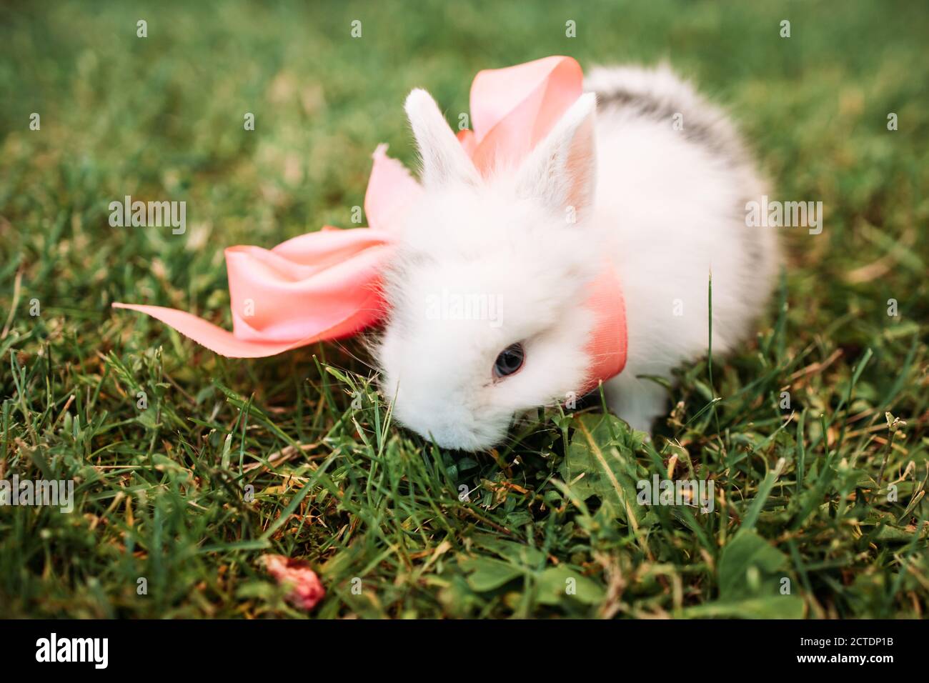 Little white rabbit with pink ribbon in the grass Stock Photo - Alamy