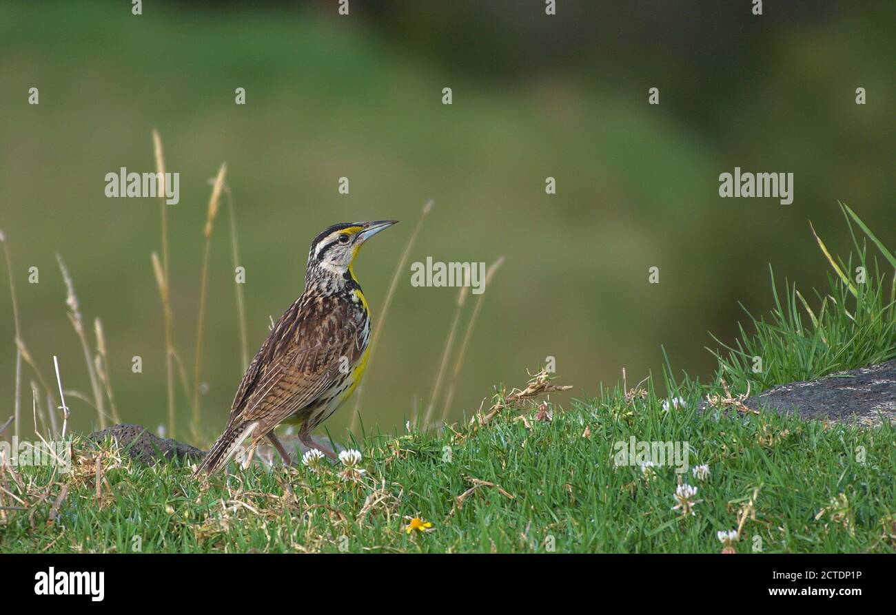 Thrasher species hi-res stock photography and images - Alamy