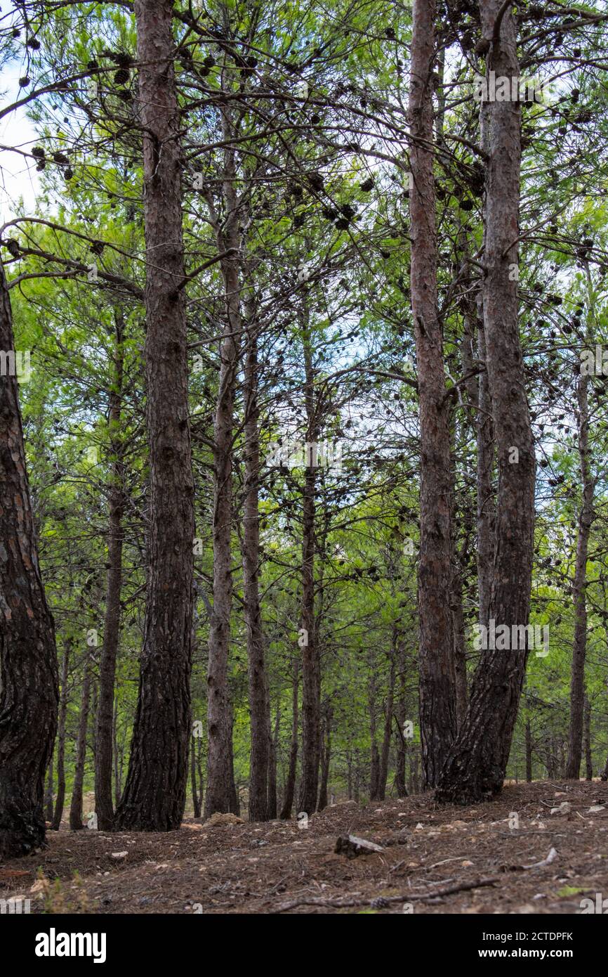 Vertical shot of tall trees in a forest Stock Photo - Alamy