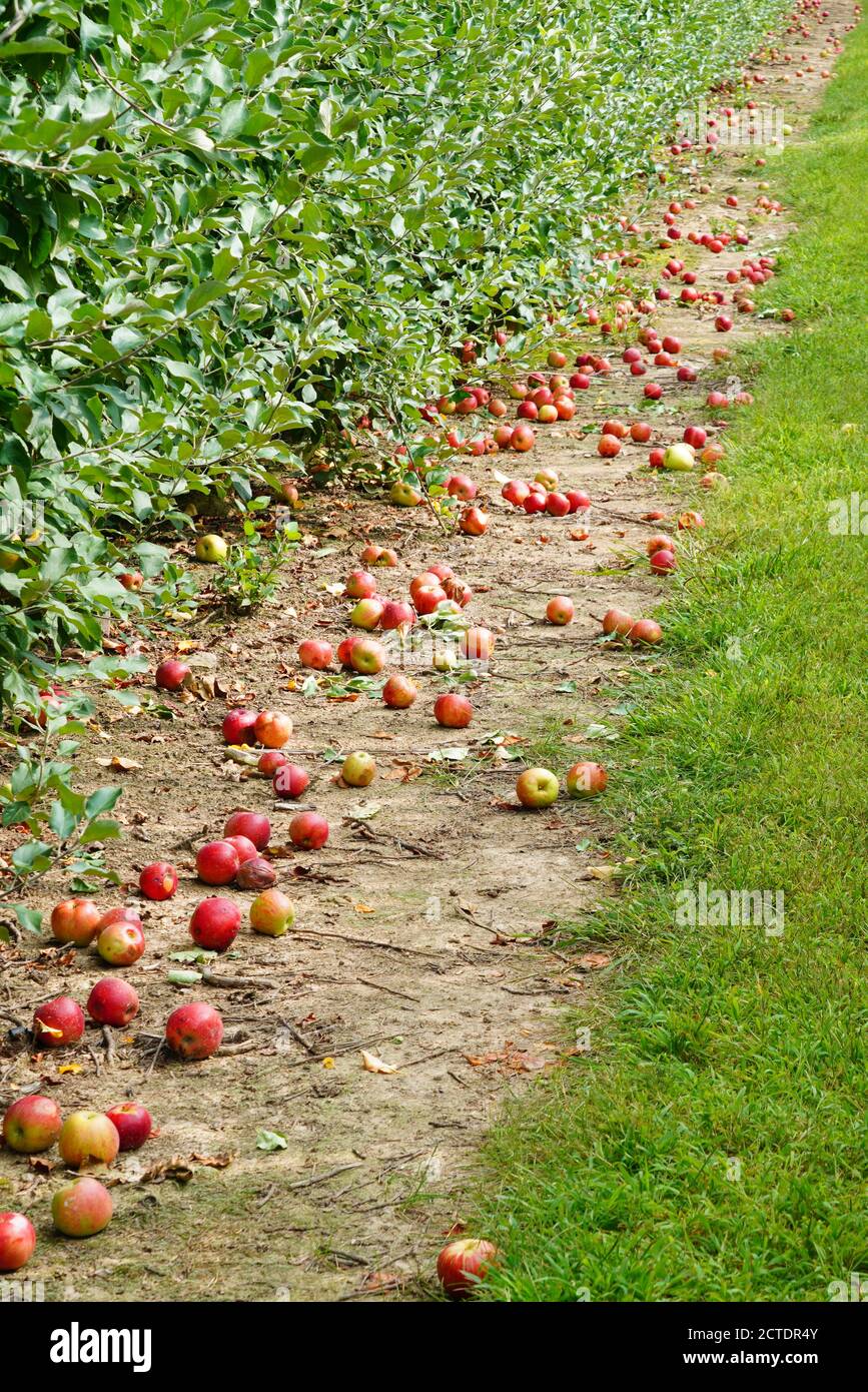 Apples fallen on the ground at an apple orchard Stock Photo - Alamy