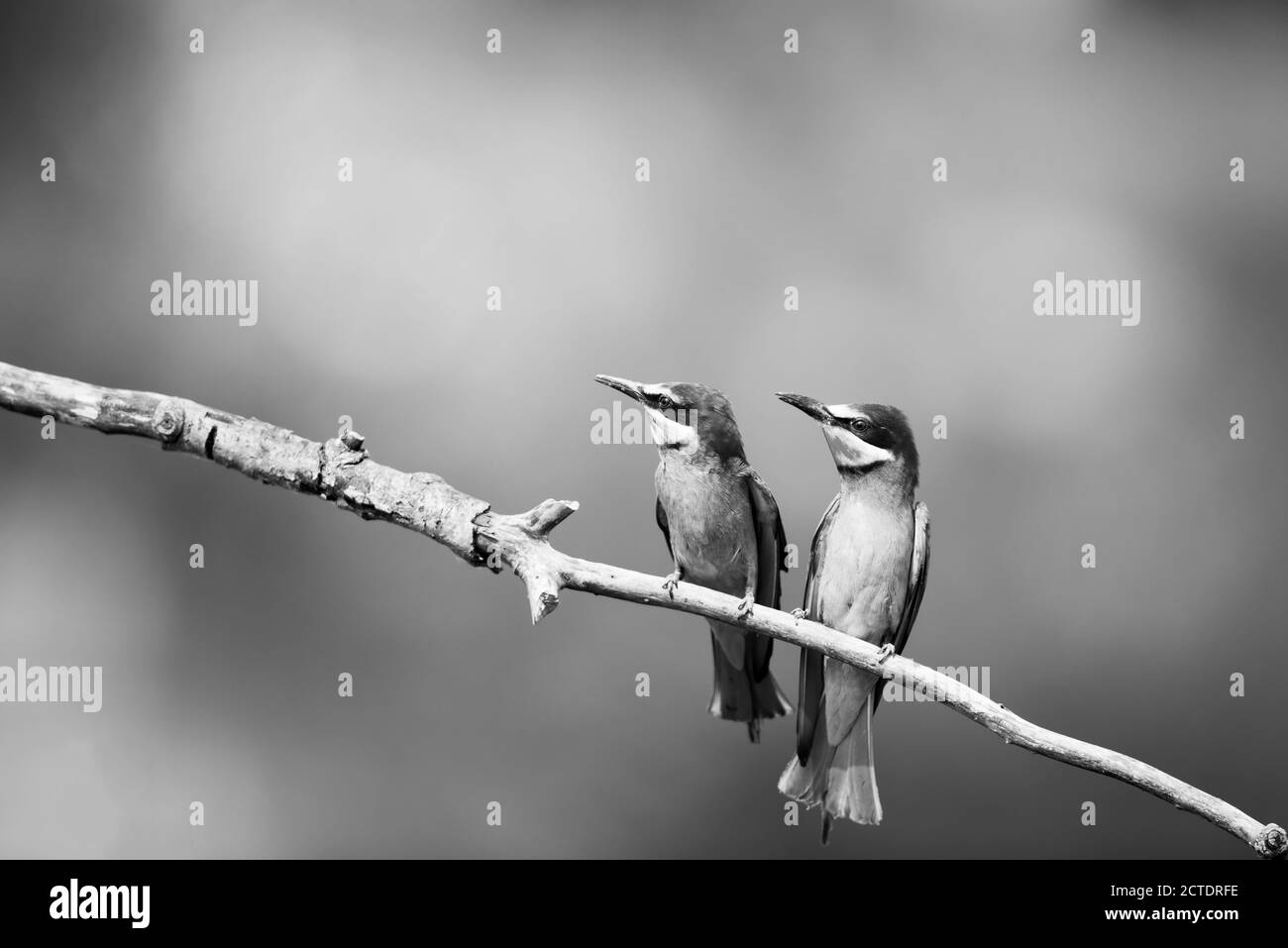 Colorful insect image Black and White Stock Photos & Images - Alamy