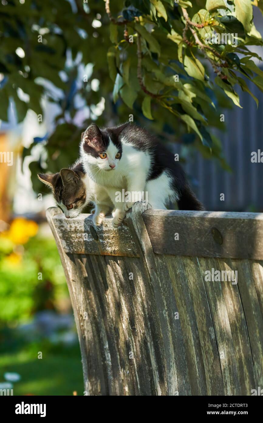 Very cute kitten on chair hi-res stock photography and images - Alamy