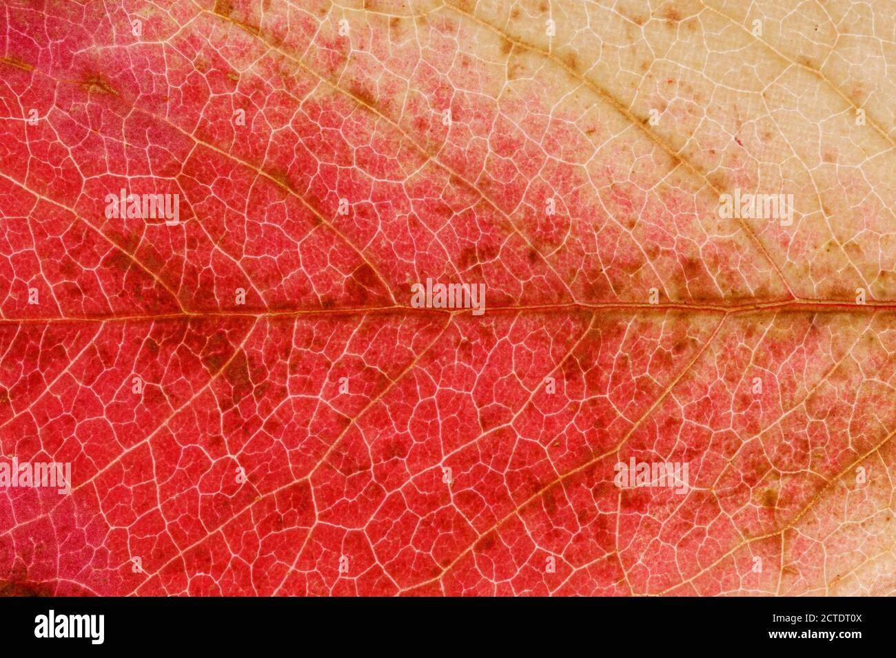 colored maple leaf close up. background for designer Stock Photo - Alamy