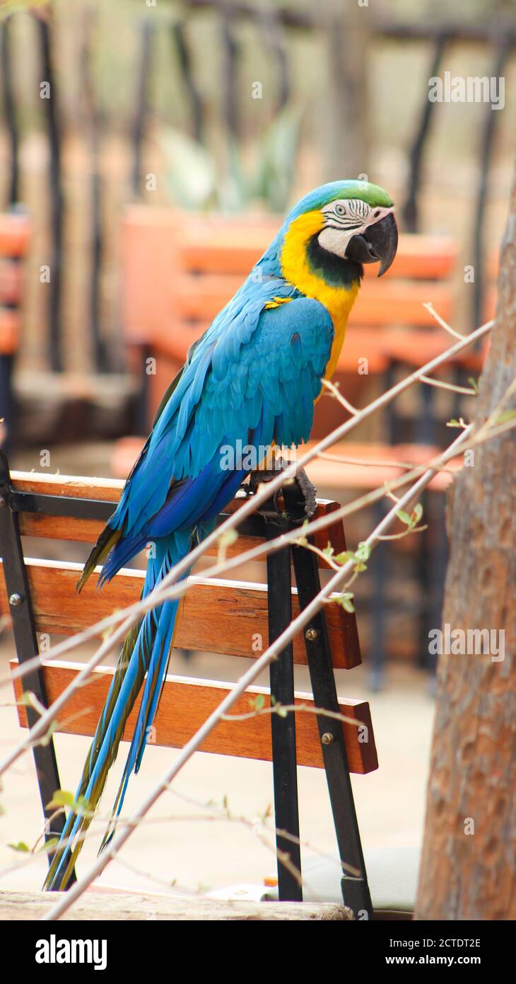 Blue parrot in Namibia Stock Photo - Alamy