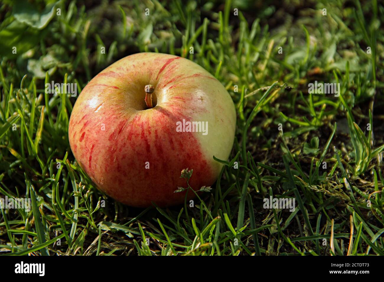 Fresh red apple laying on green grass in a garden Stock Photo - Alamy
