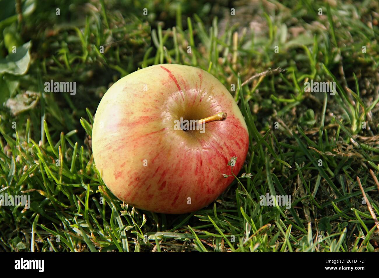 Fresh picked apple harvest in hi-res stock photography and images - Alamy