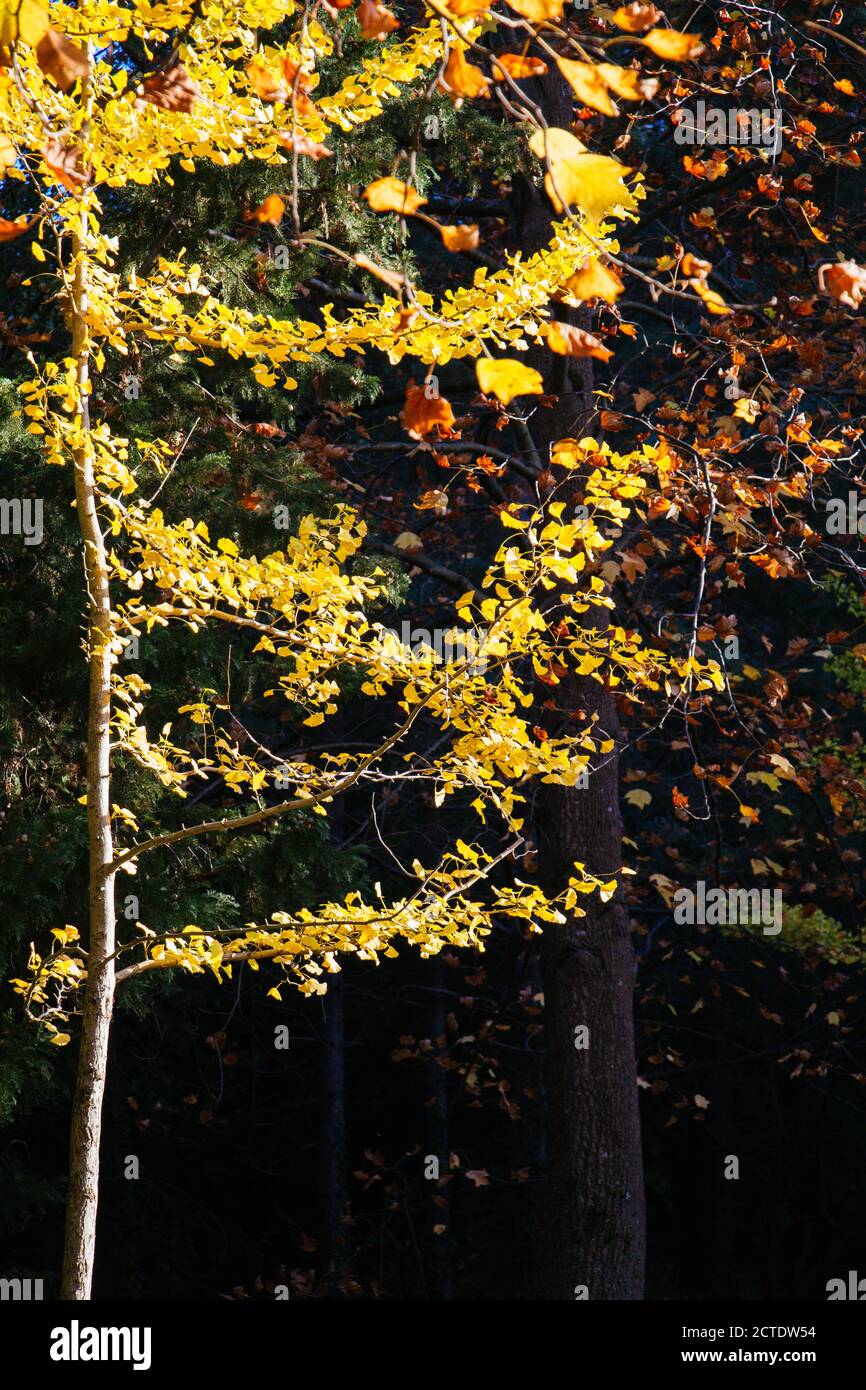Autumn tree leaves texture background. leaf background texture Stock ...