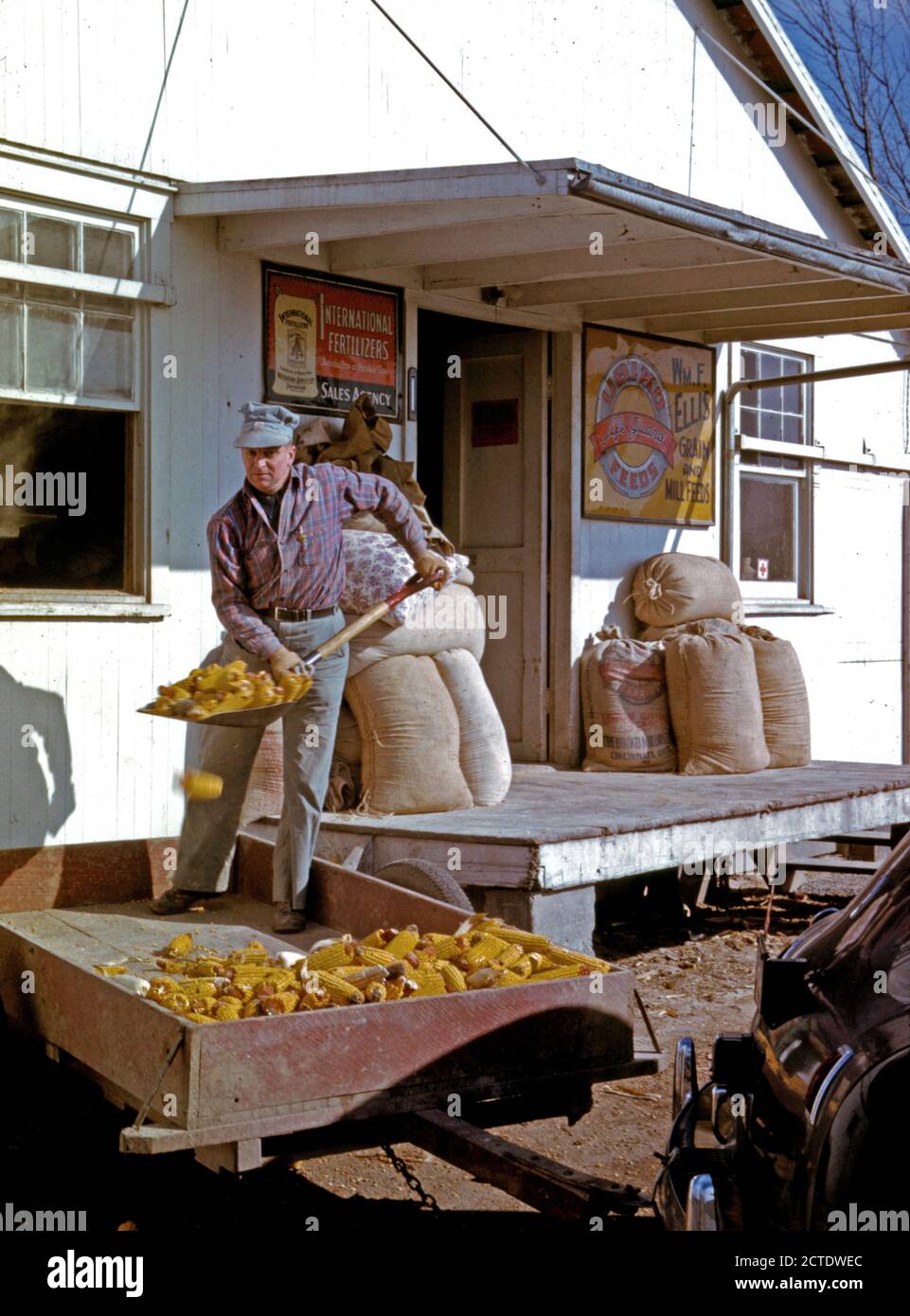 Man shovelling ears of dried corn from wagon through feed store window ...