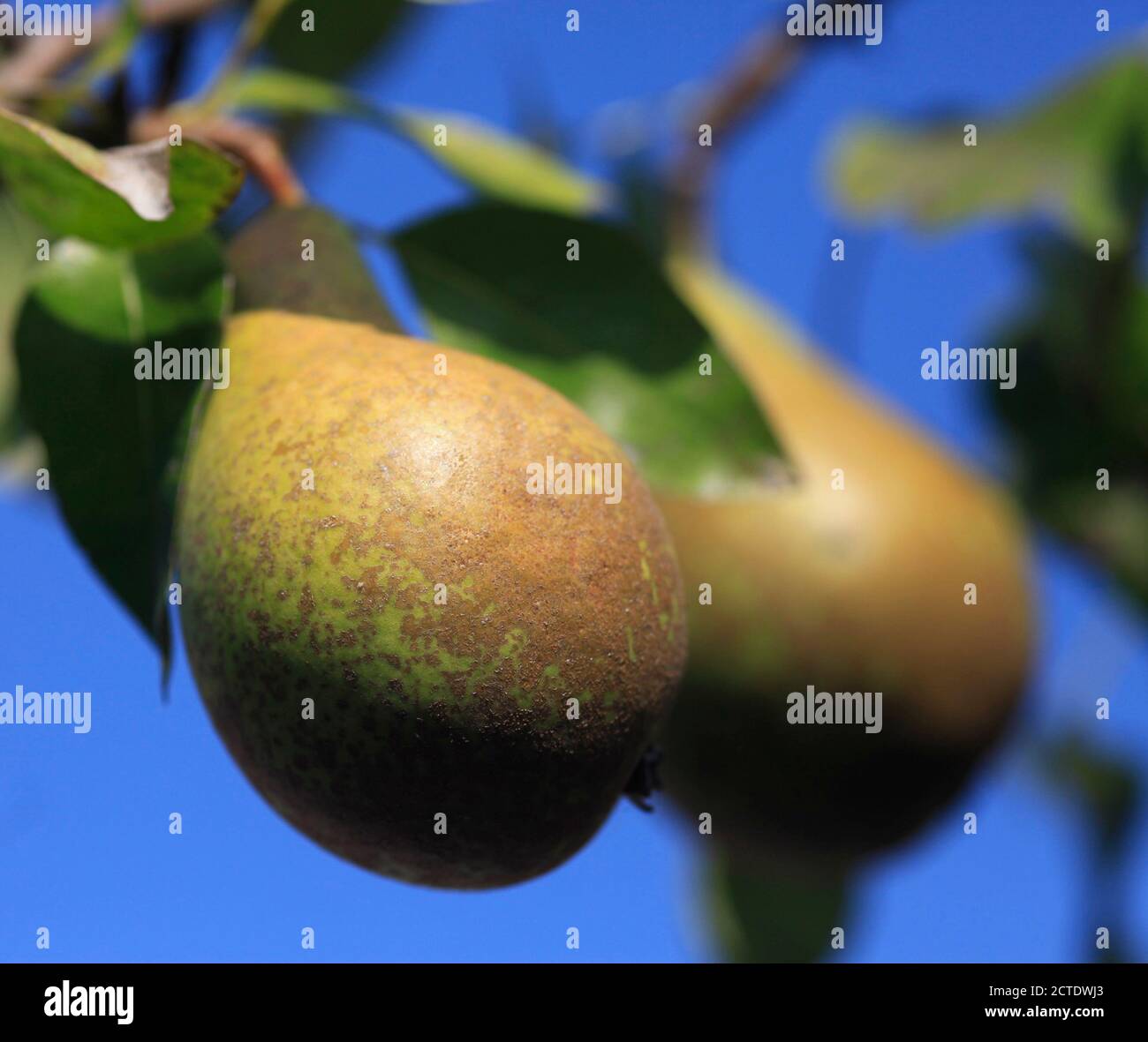 Season of must and mellow fruitfulness hi-res stock photography and ...