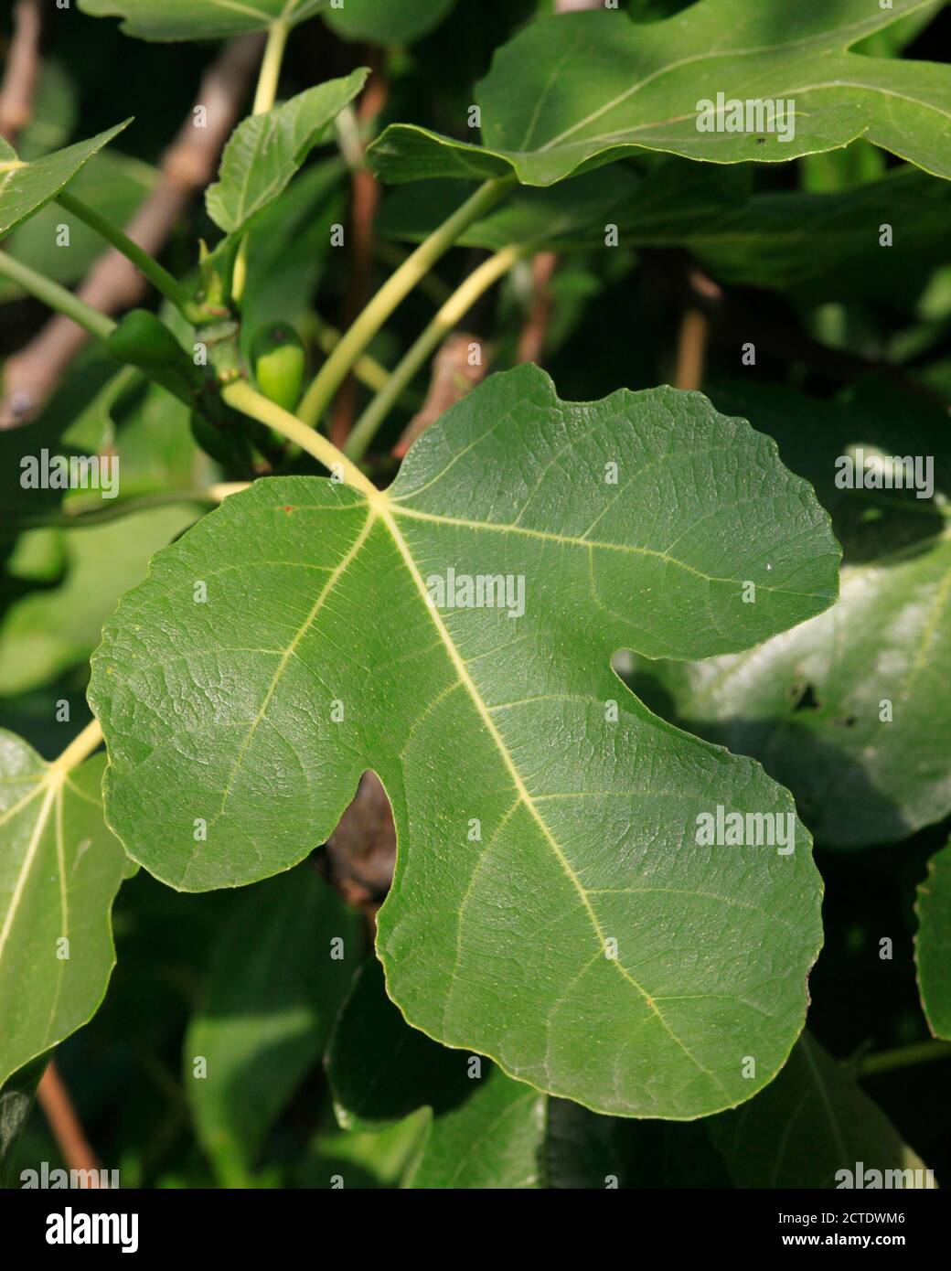 Fig leaves in an English garden Stock Photo - Alamy