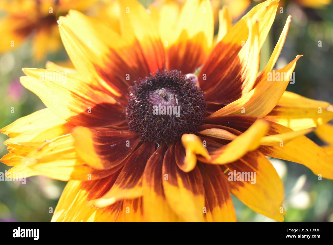 Sunflower facing upwards to the sun Stock Photo - Alamy