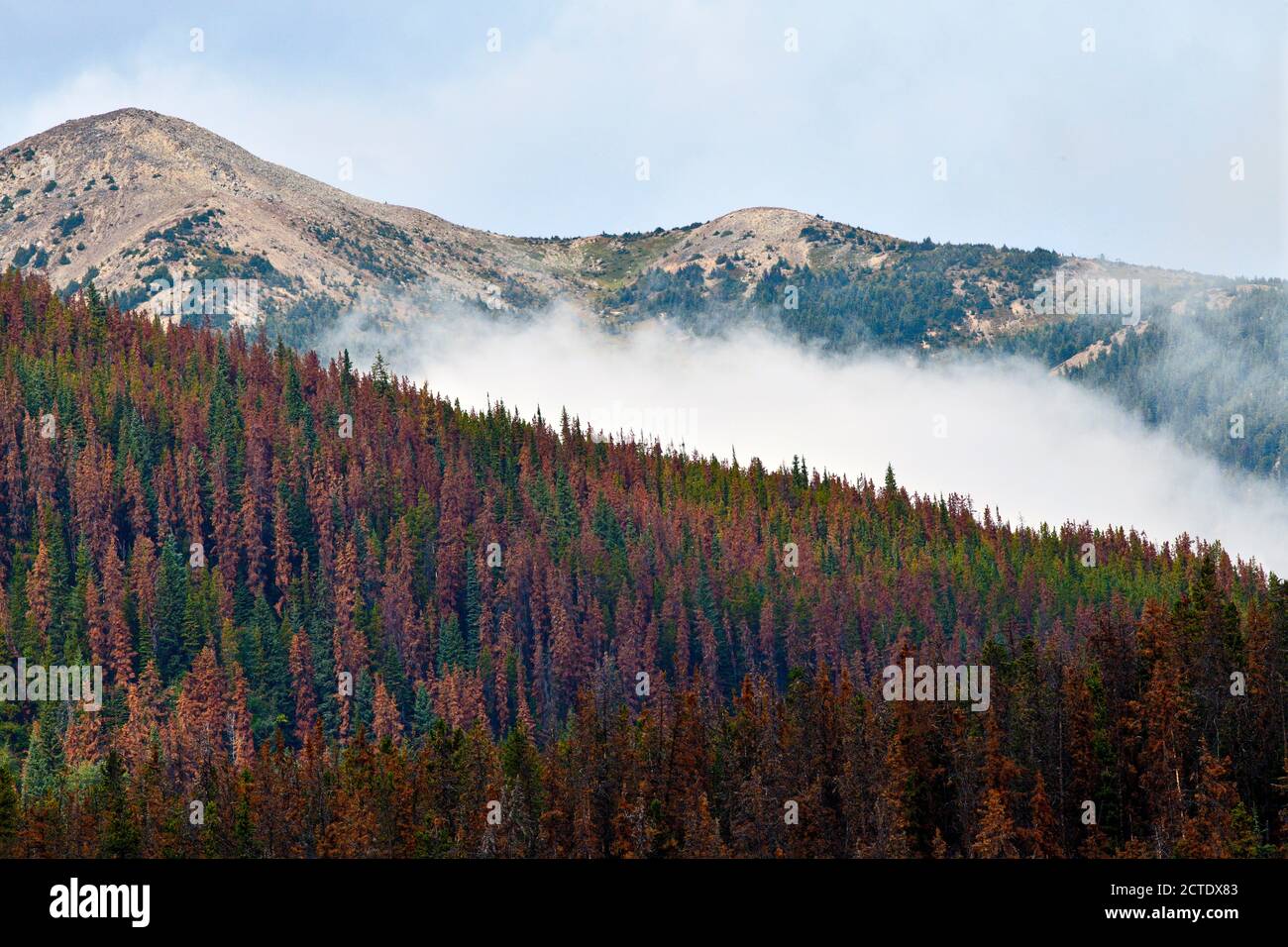 Pine trees forest mountain hi-res stock photography and images - Alamy