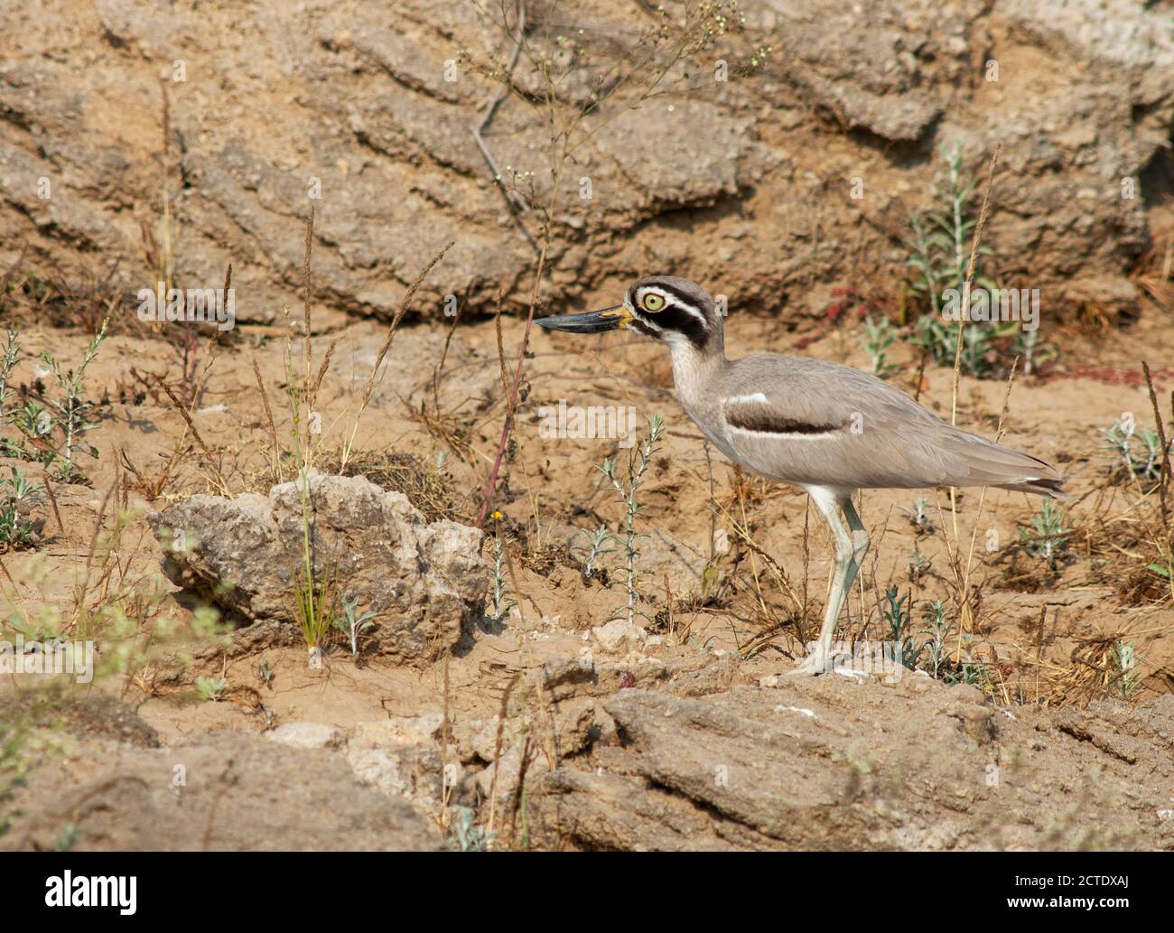 great stone plover, great stone-curlew, great thick-knee (Esacus ...