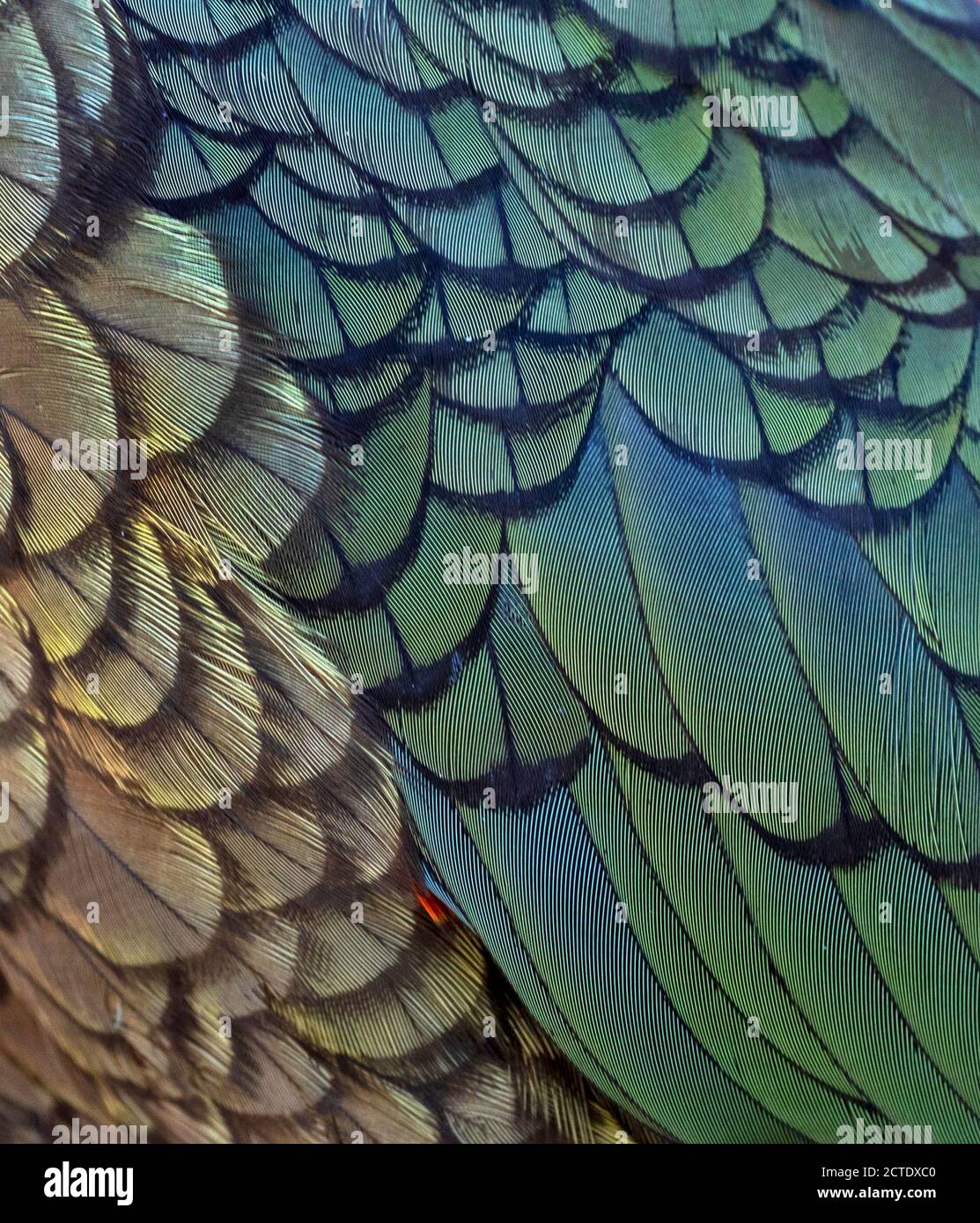 Feathers up close hi-res stock photography and images - Alamy