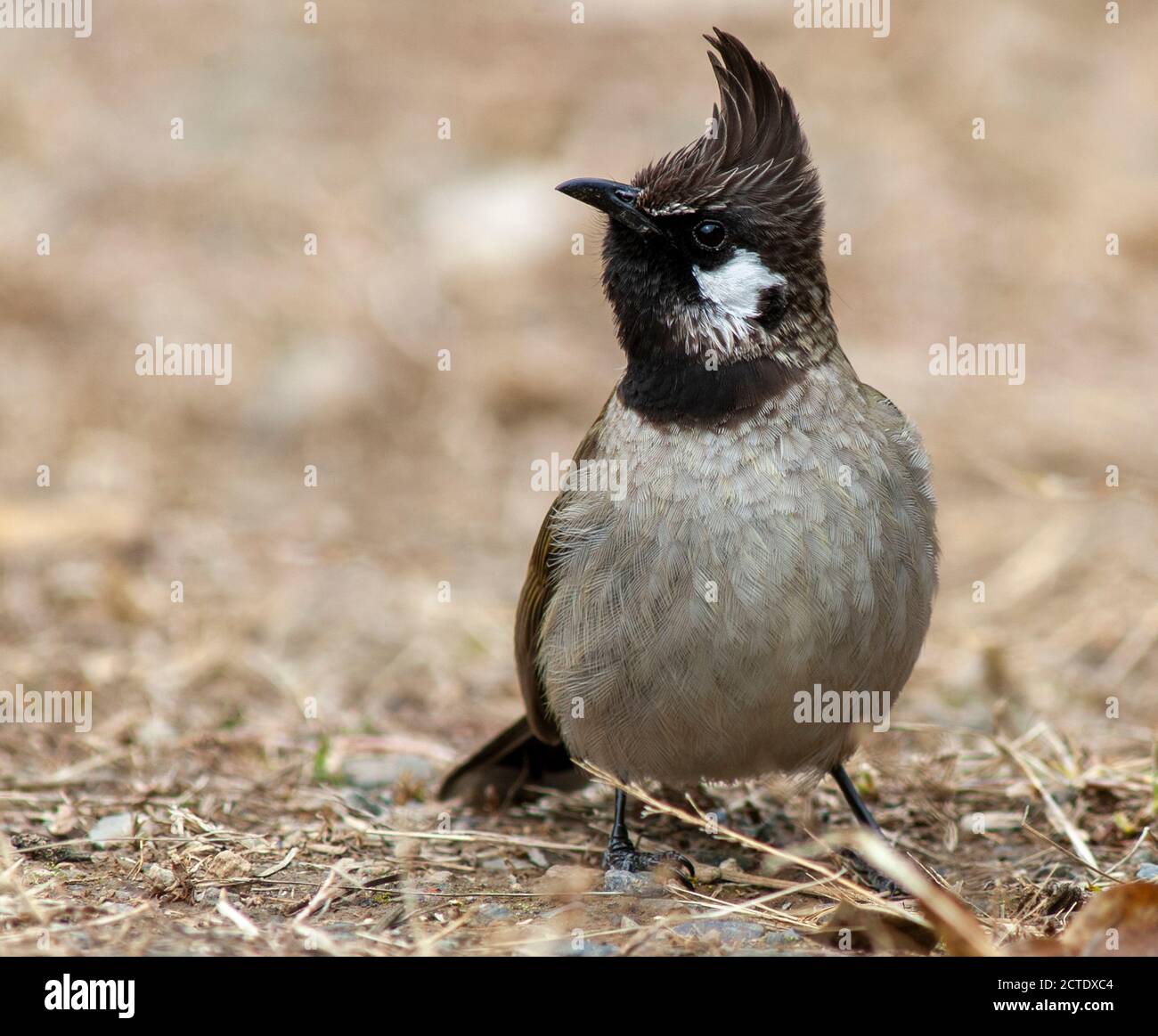 White-cheeked bulbul, Himalayan Bulbul (Pycnonotus leucogenys ...