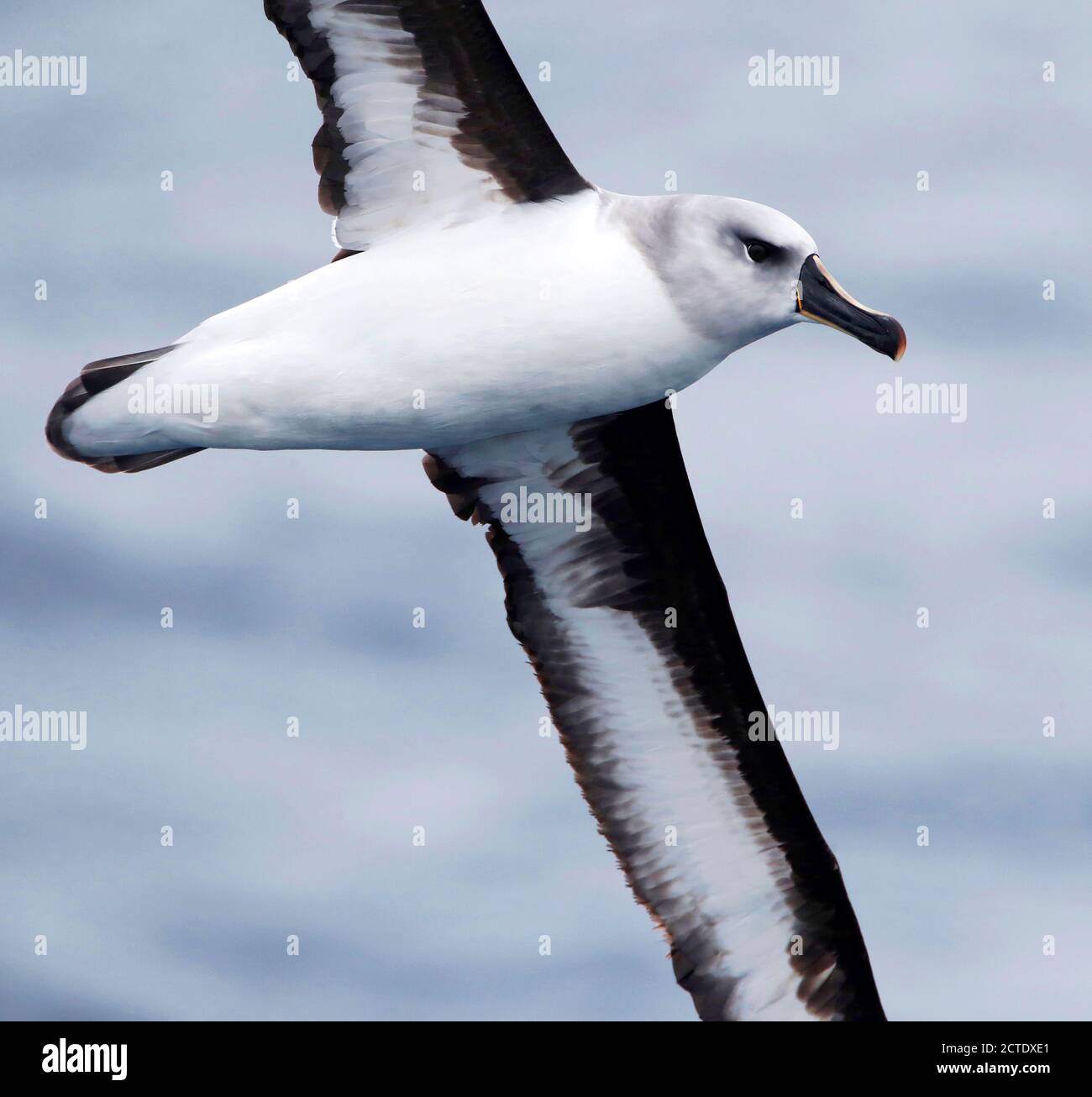 Grey-headed Albatross (Thalassarche chrysostoma, Diomedea chrysostoma ...