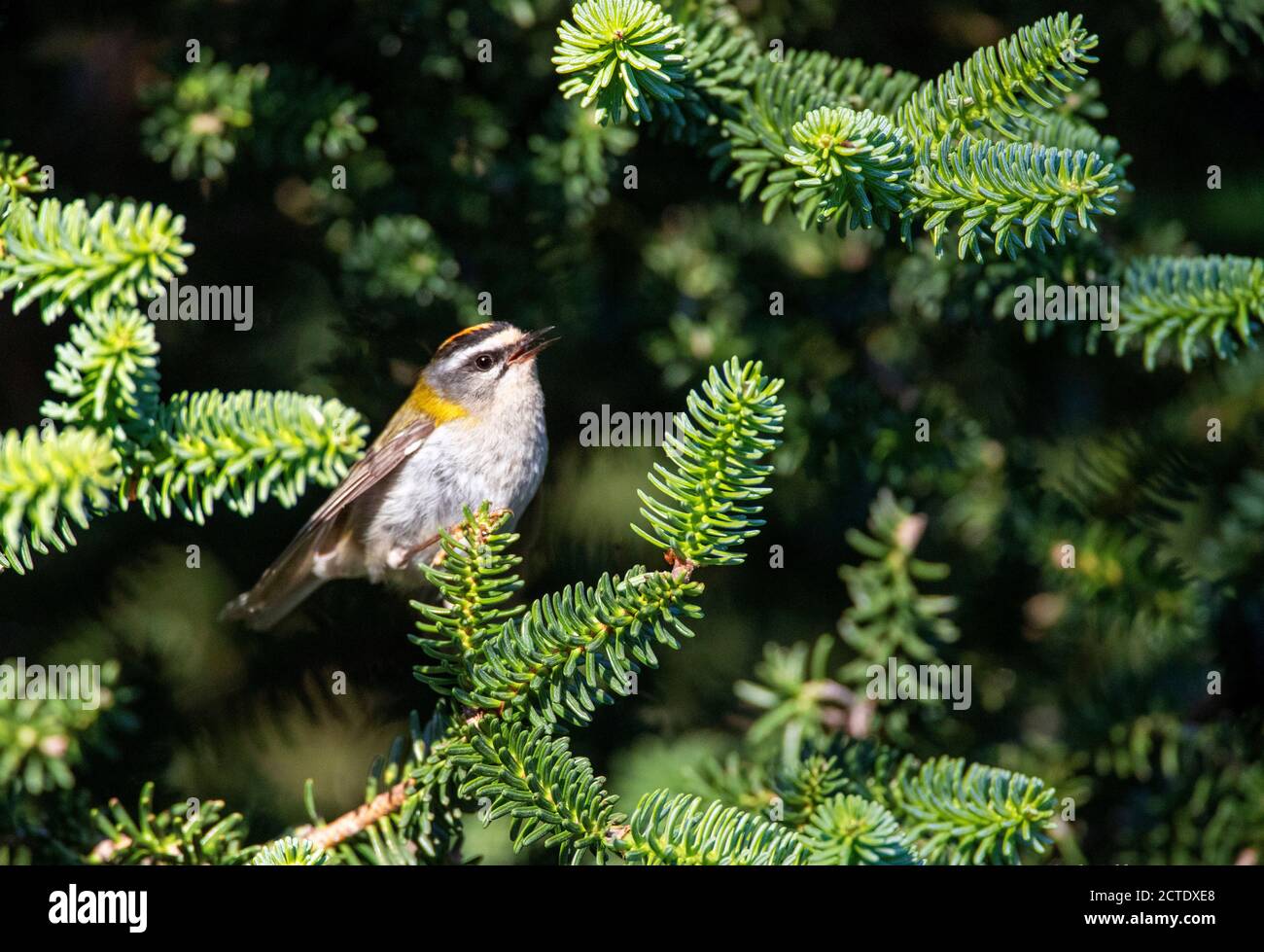 Singing birds in the tree hi-res stock photography and images - Alamy