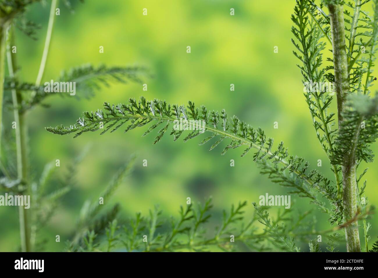 Yarrow, Common yarrow (Achillea millefolium), leaf, Germany Stock Photo ...