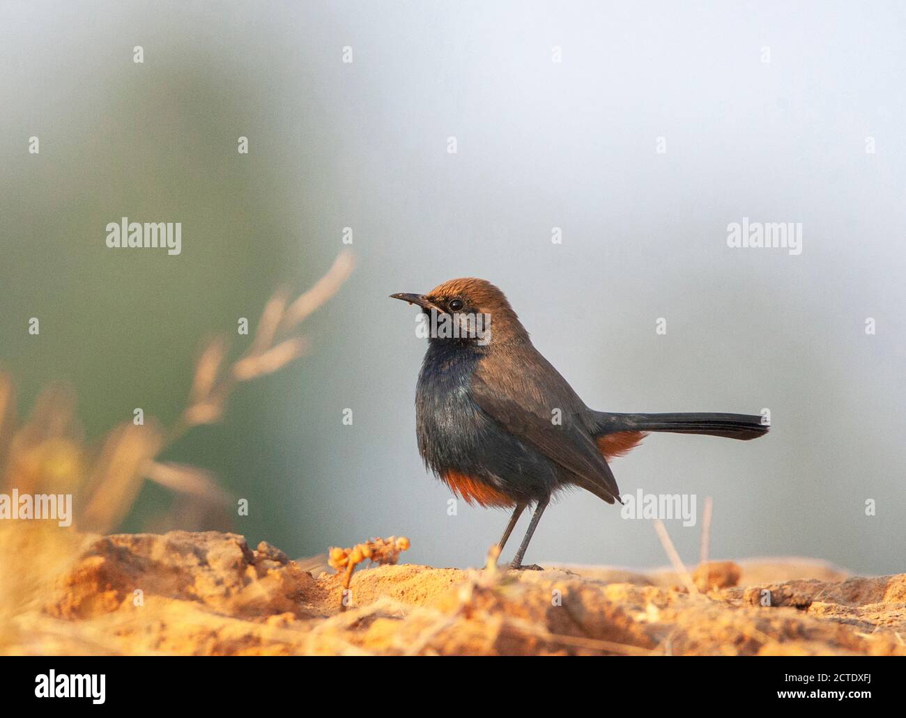 Indian robin (Copsychus fulicatus), male standing on a wall, India ...