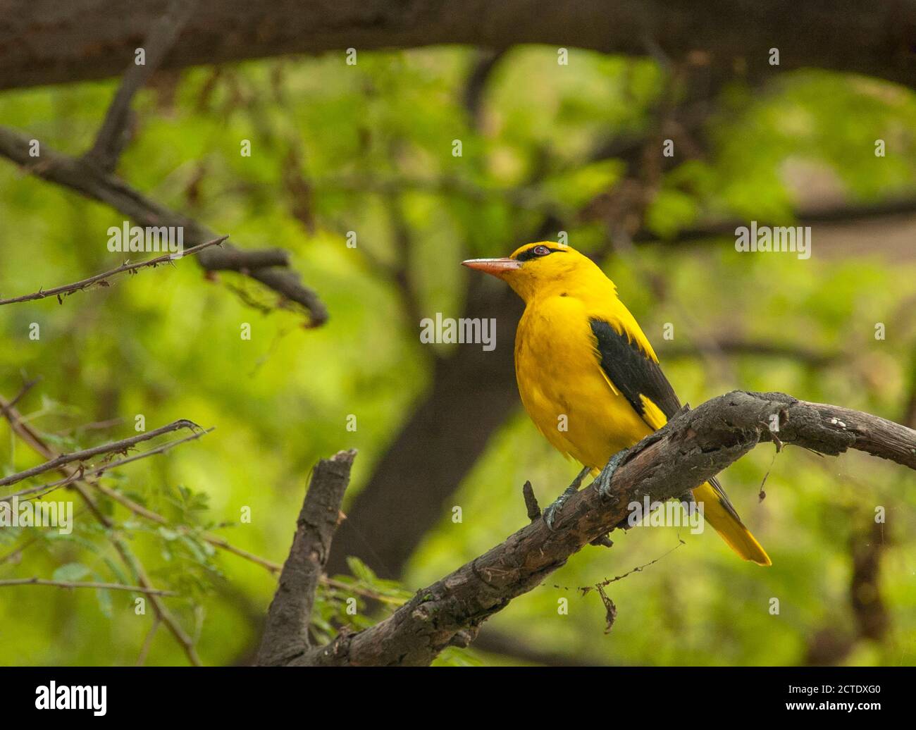 Indian golden oriole (Oriolus kundoo), Adult male perched on a tree ...