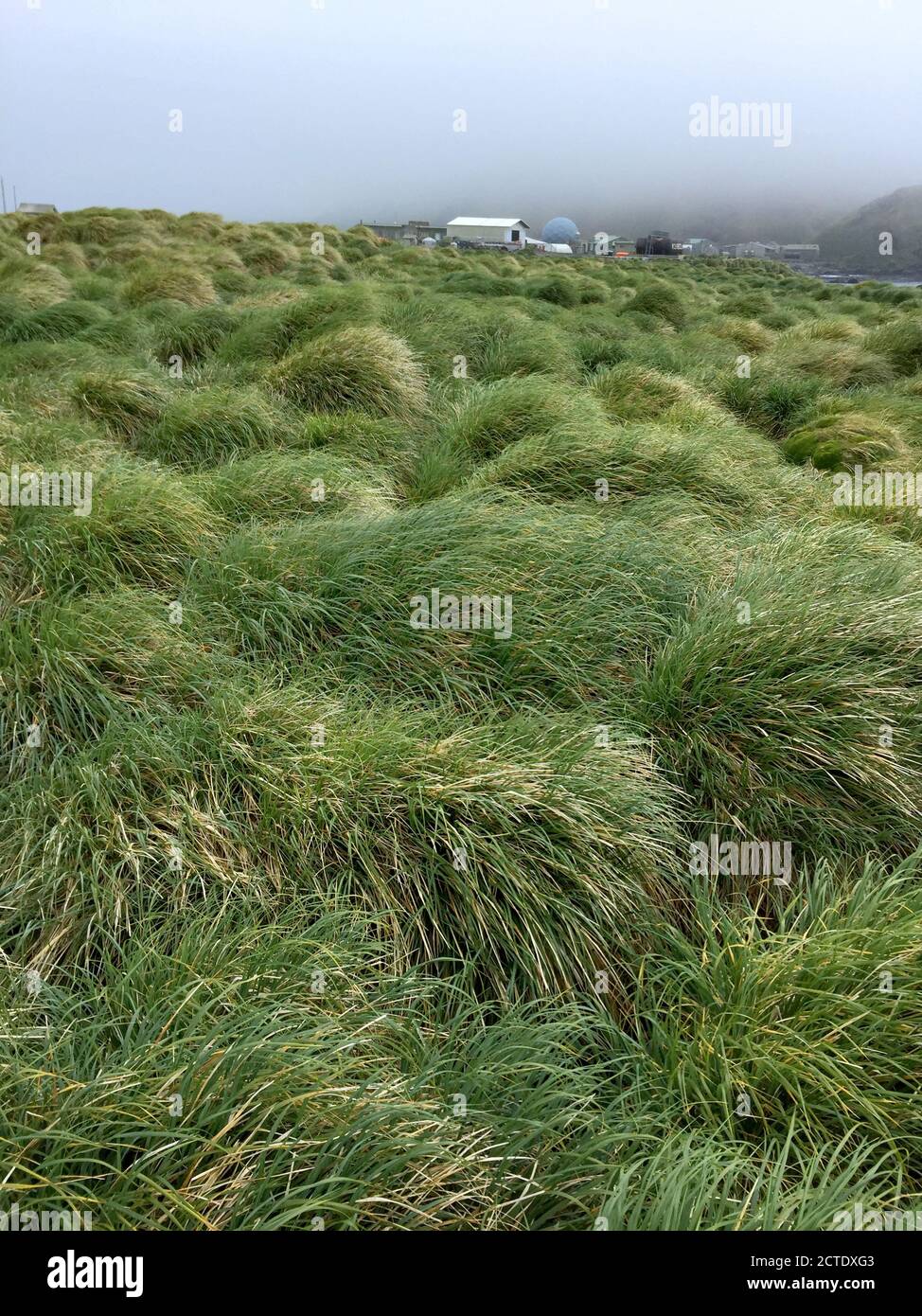 Field of tussock grass with settlement in the back in the lowland on ...