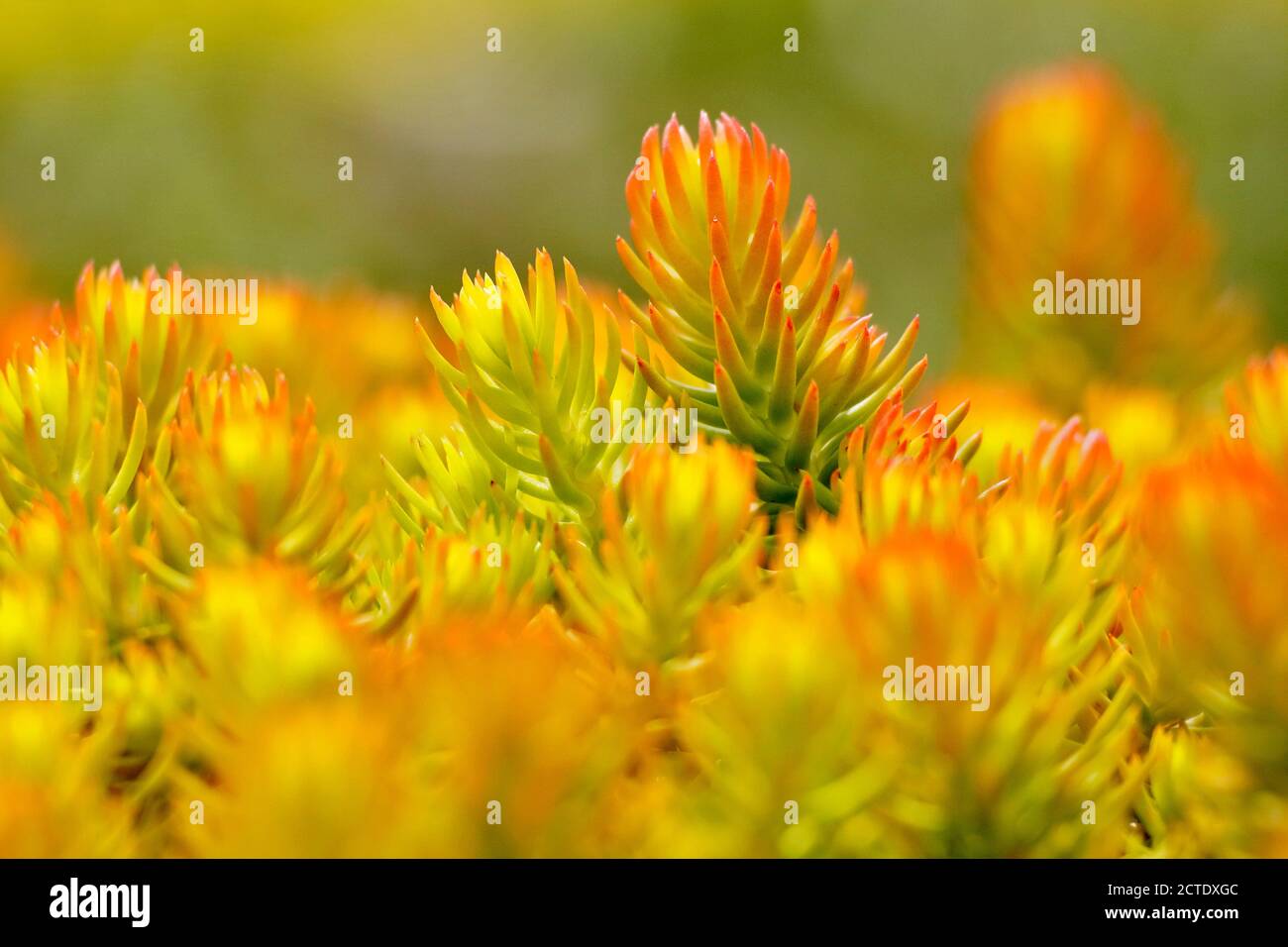 Jennys stonecrop sedum rupestre hi-res stock photography and images - Alamy
