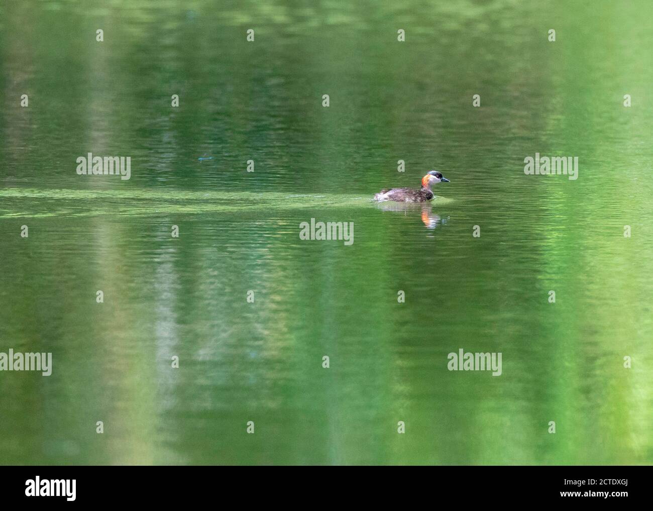 Madagascar little grebe (Tachybaptus pelzelnii), adult swimming on a ...