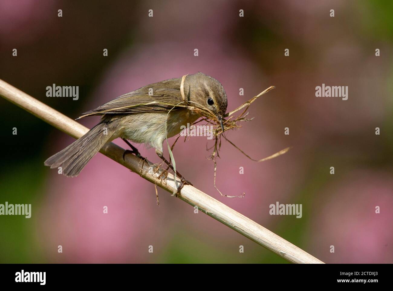 Chiffchaff building nest hi-res stock photography and images - Alamy