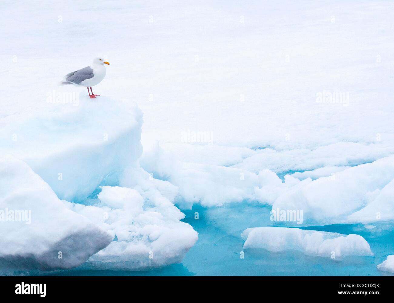 glaucous gull (Larus hyperboreus), adult in summer plumage standing on ...