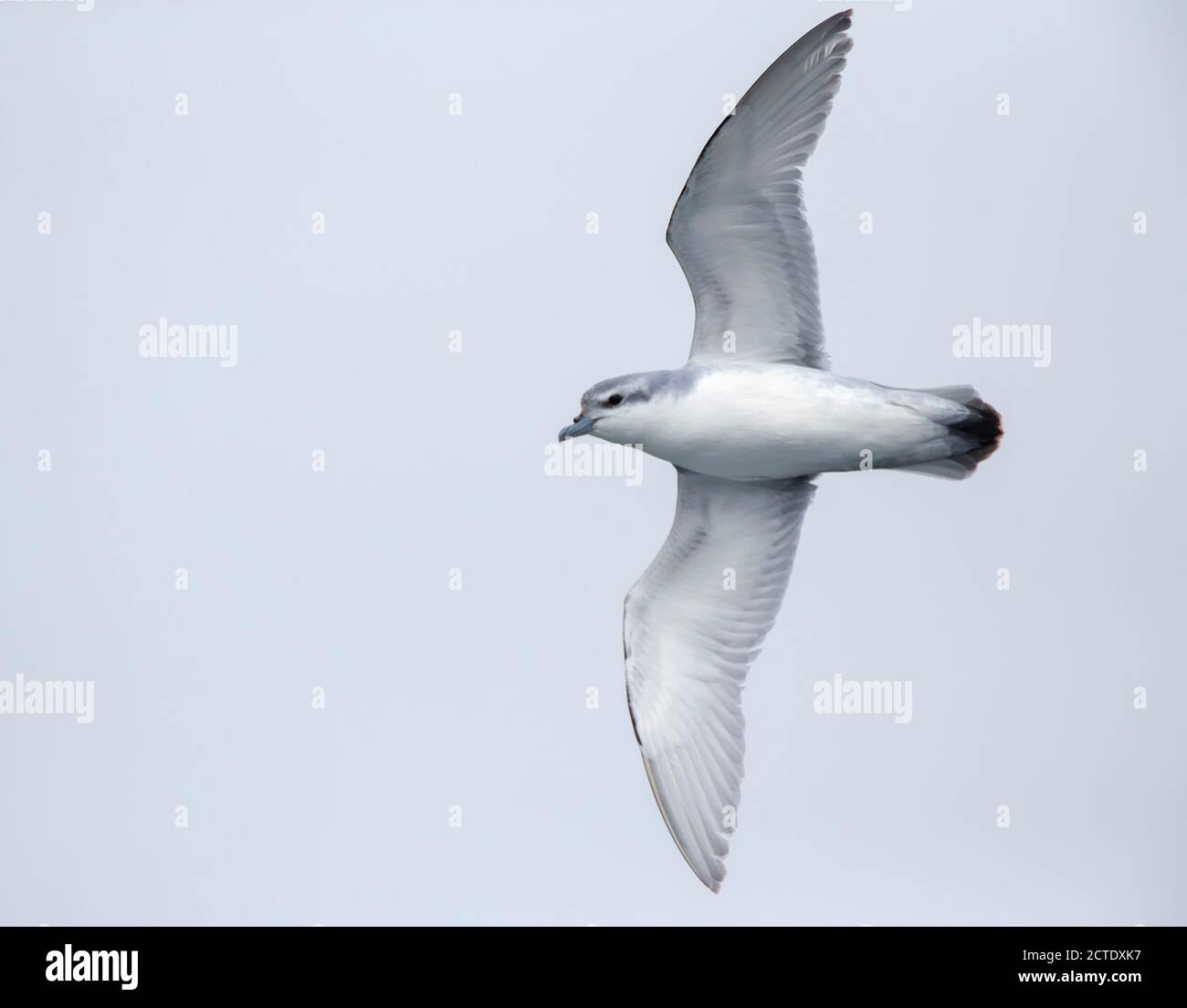 Thick-billed prion, Fulmar Prion (Pachyptila crassirostris), in flight ...