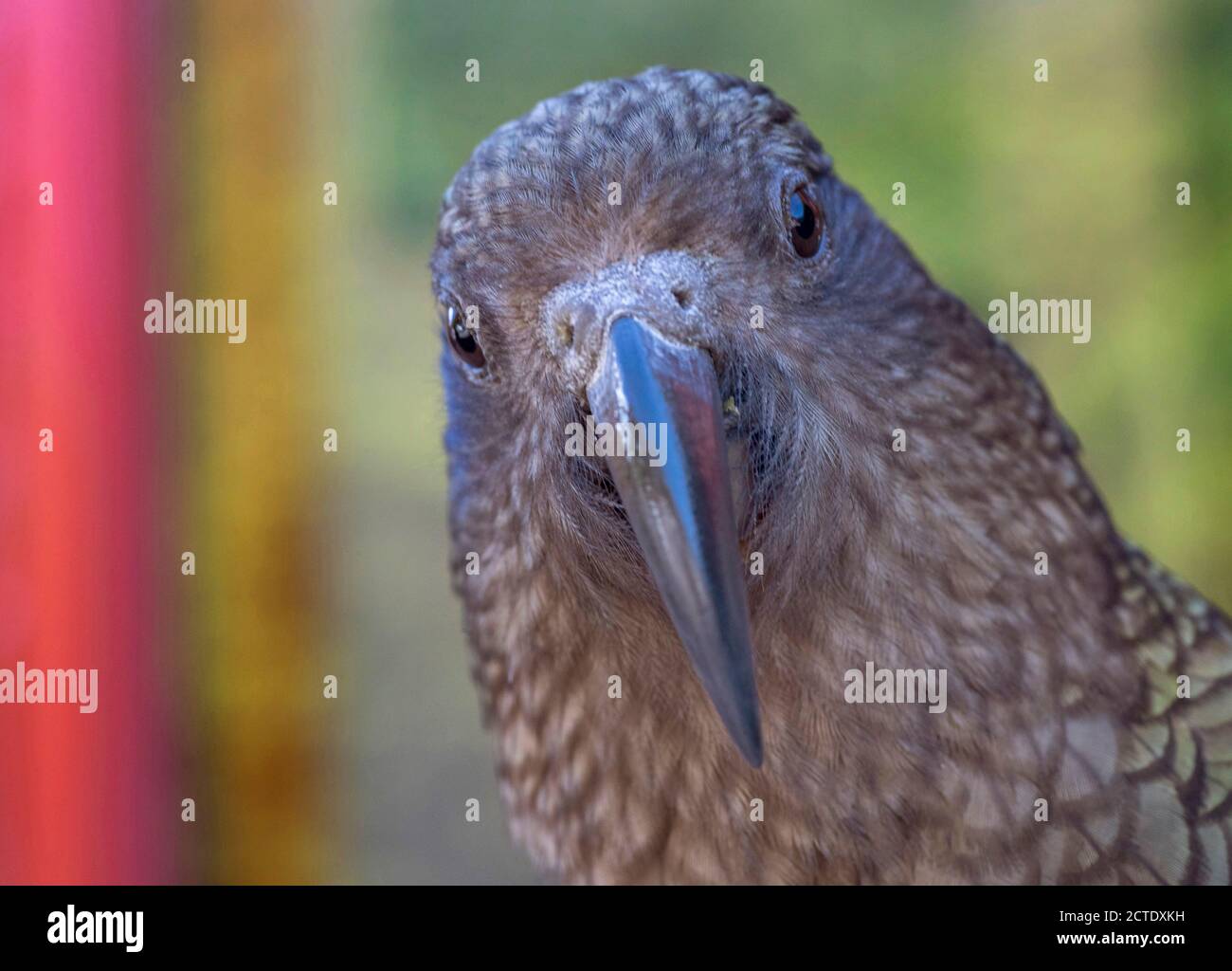 kea (Nestor notabilis), portrait, New Zealand, Southern Island Stock ...