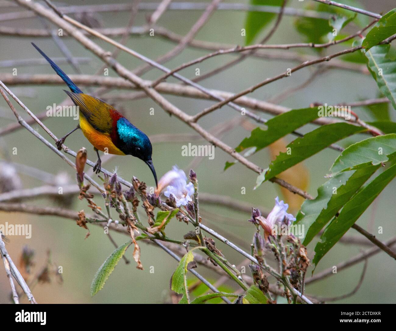 Indian sunbird hi-res stock photography and images - Alamy