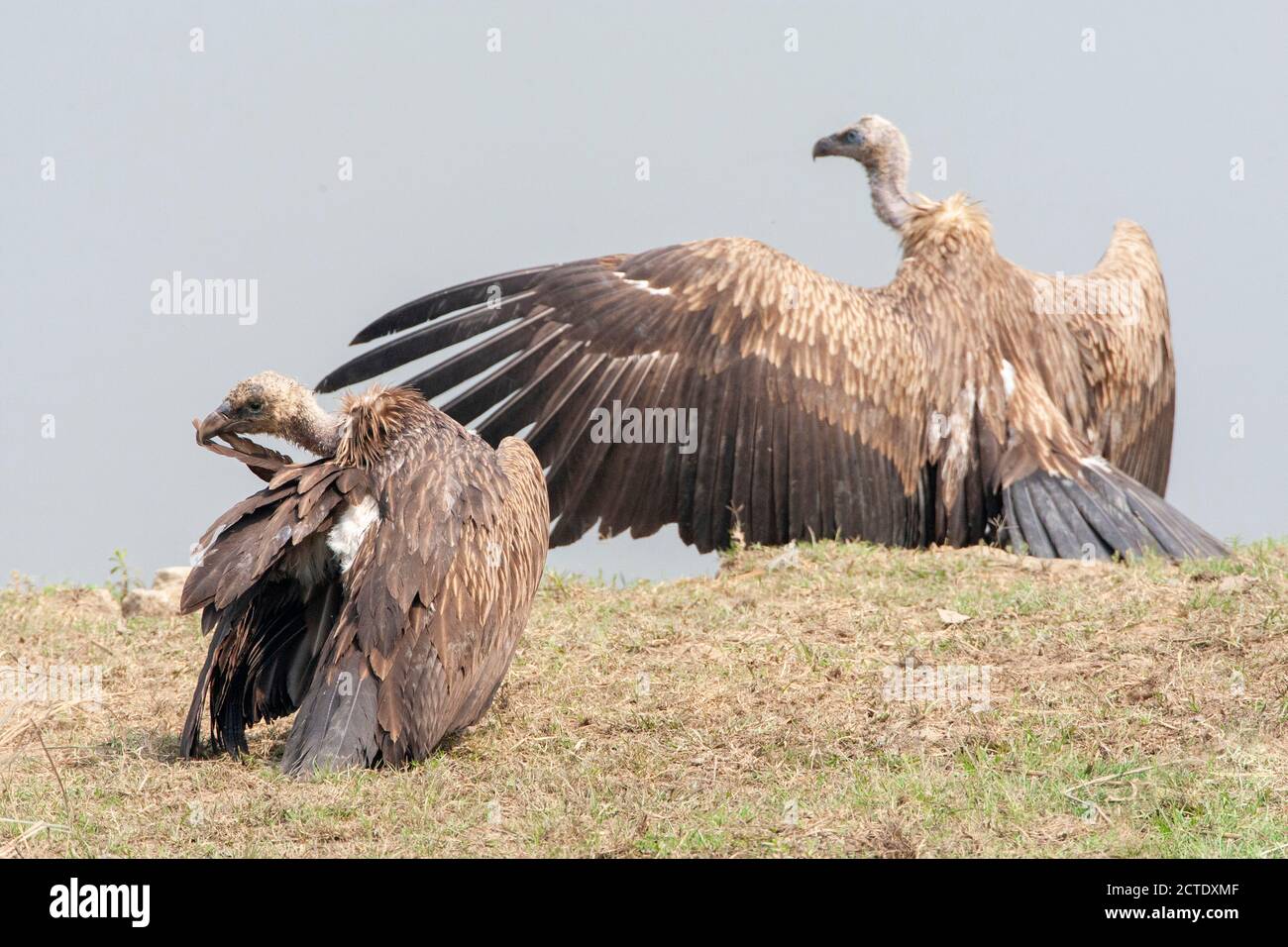 Himalayan vulture gyps himalayensis hi-res stock photography and images ...