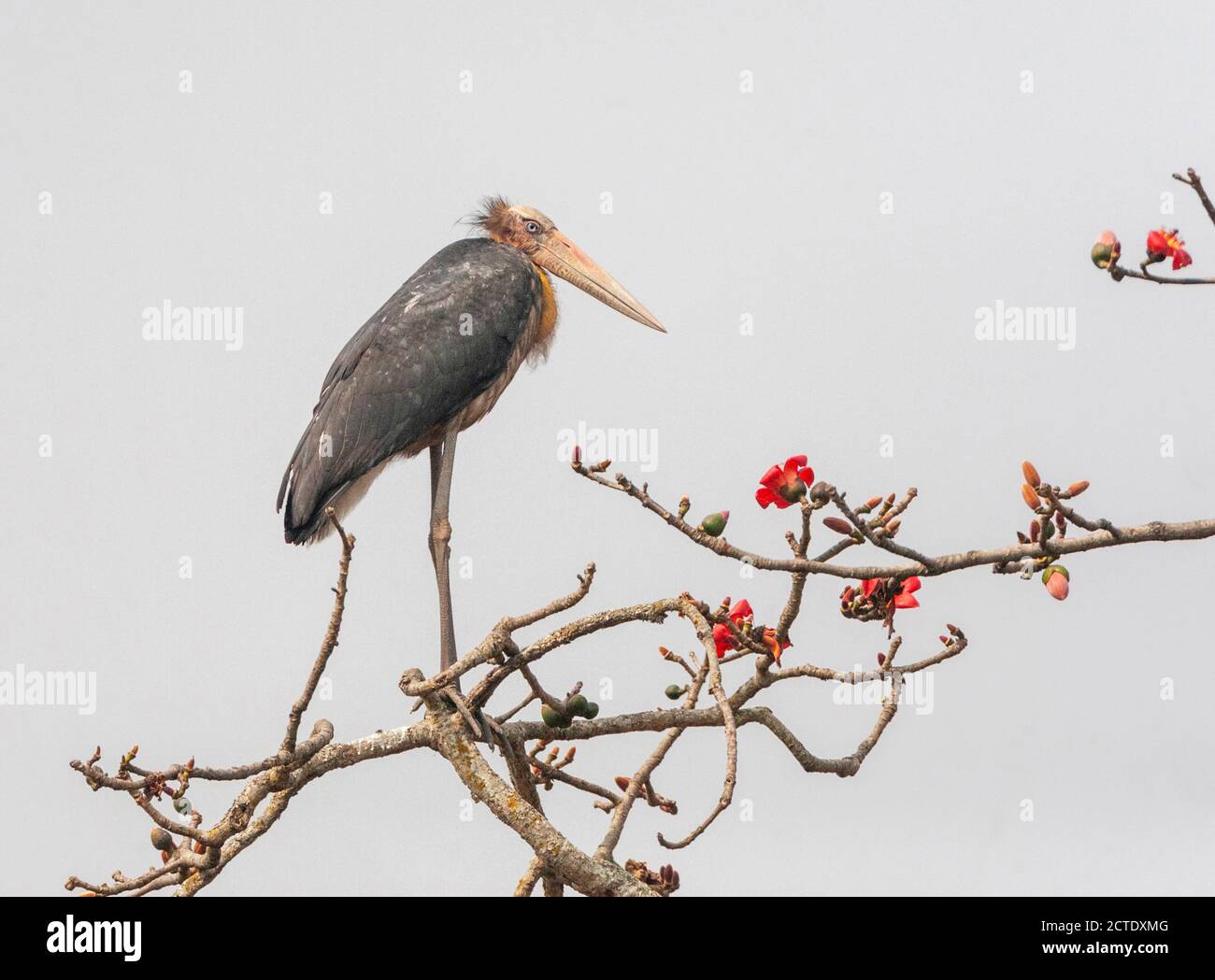 Lesser adjutant stork leptoptilos javanicus hi-res stock photography ...