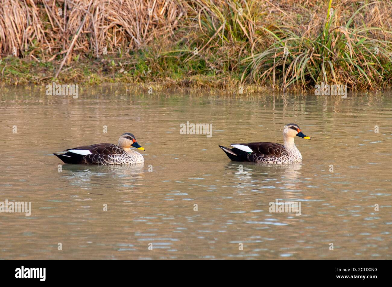 Indian spotbill duck hi-res stock photography and images - Alamy